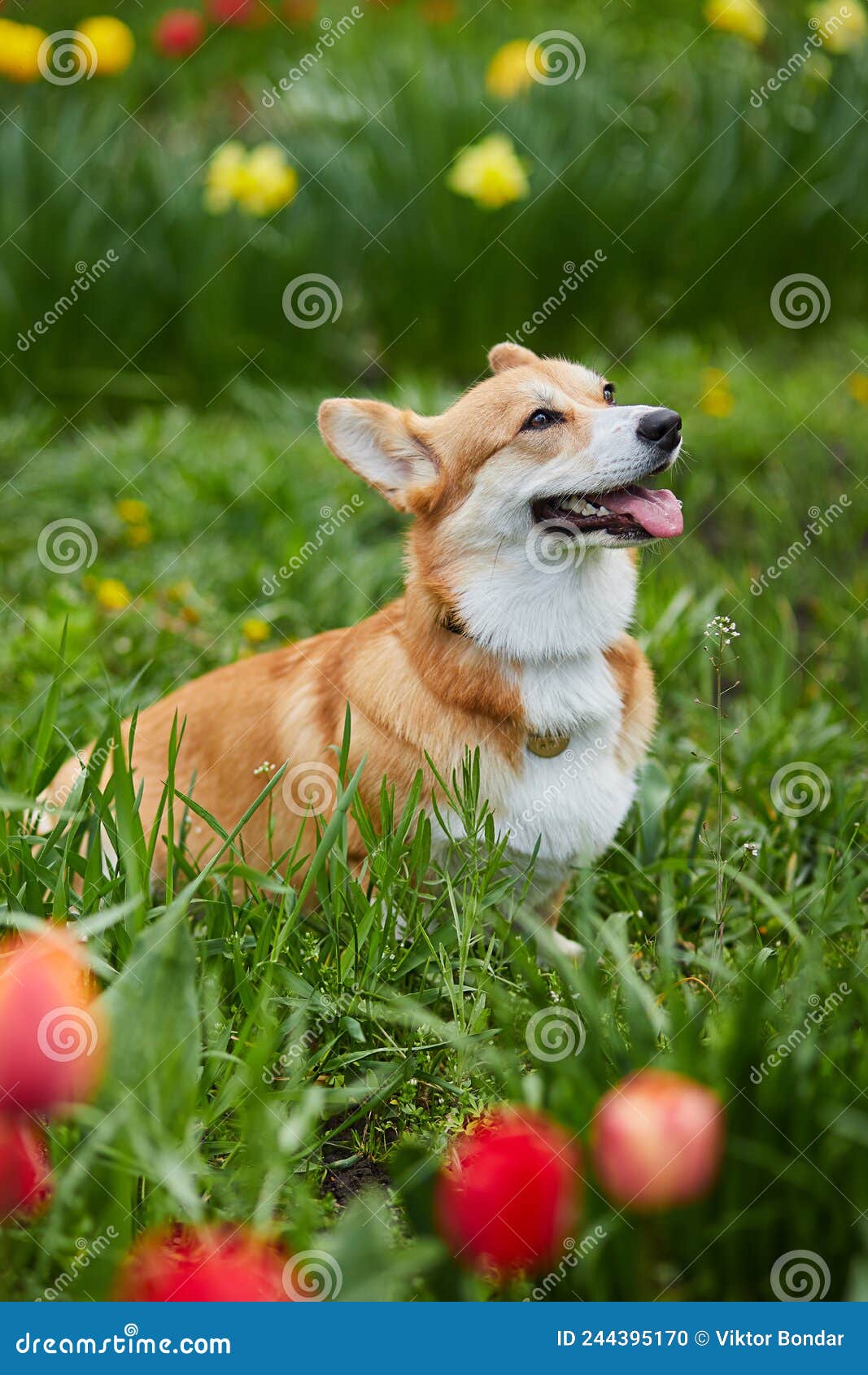 Welsh Corgi Pembroke in Spring Flowers Stock Photo - Image of beauty ...