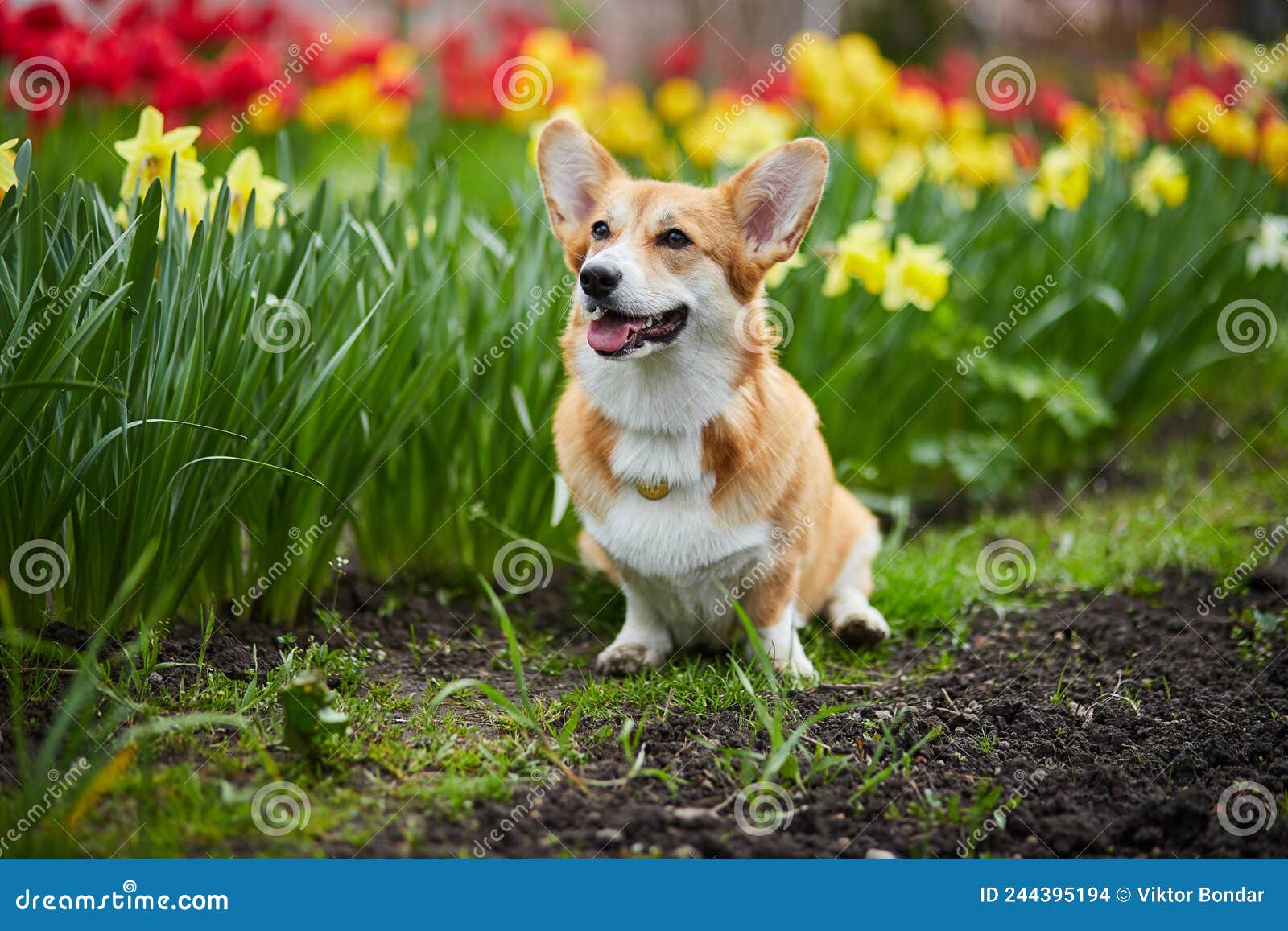 Welsh Corgi Pembroke in Spring Flowers Stock Photo - Image of field ...