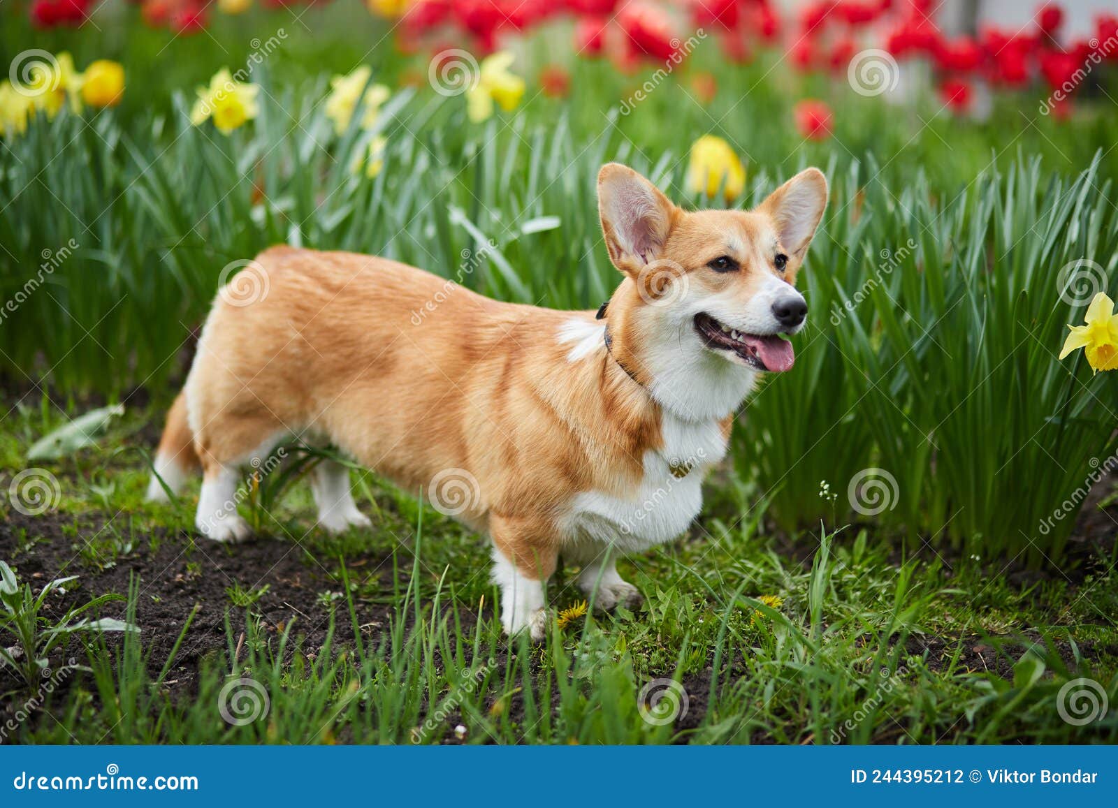 Welsh Corgi Pembroke in Spring Flowers Stock Photo - Image of beautiful ...