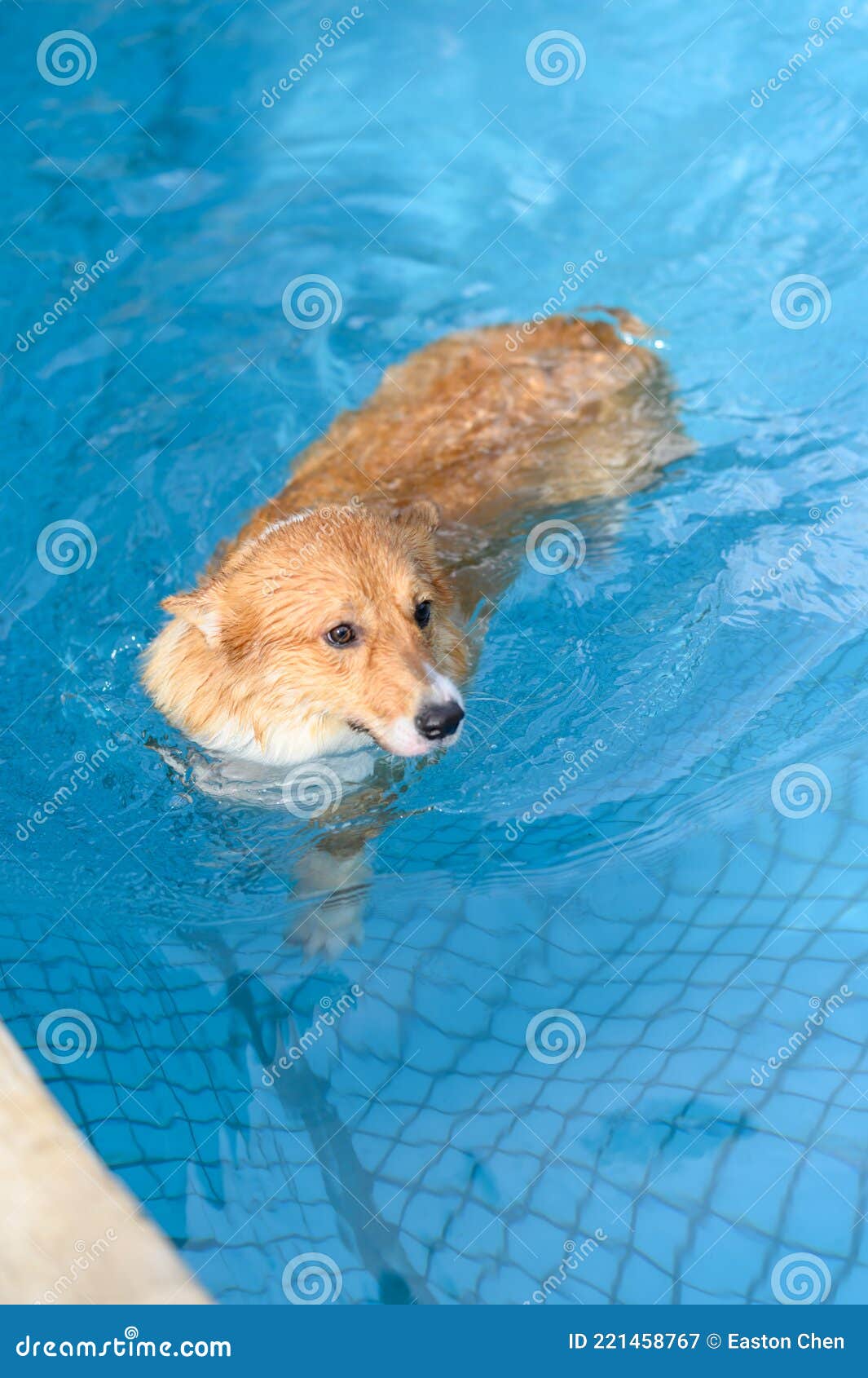Corgi swimming in the pool stock image. Image of pets - 221458767