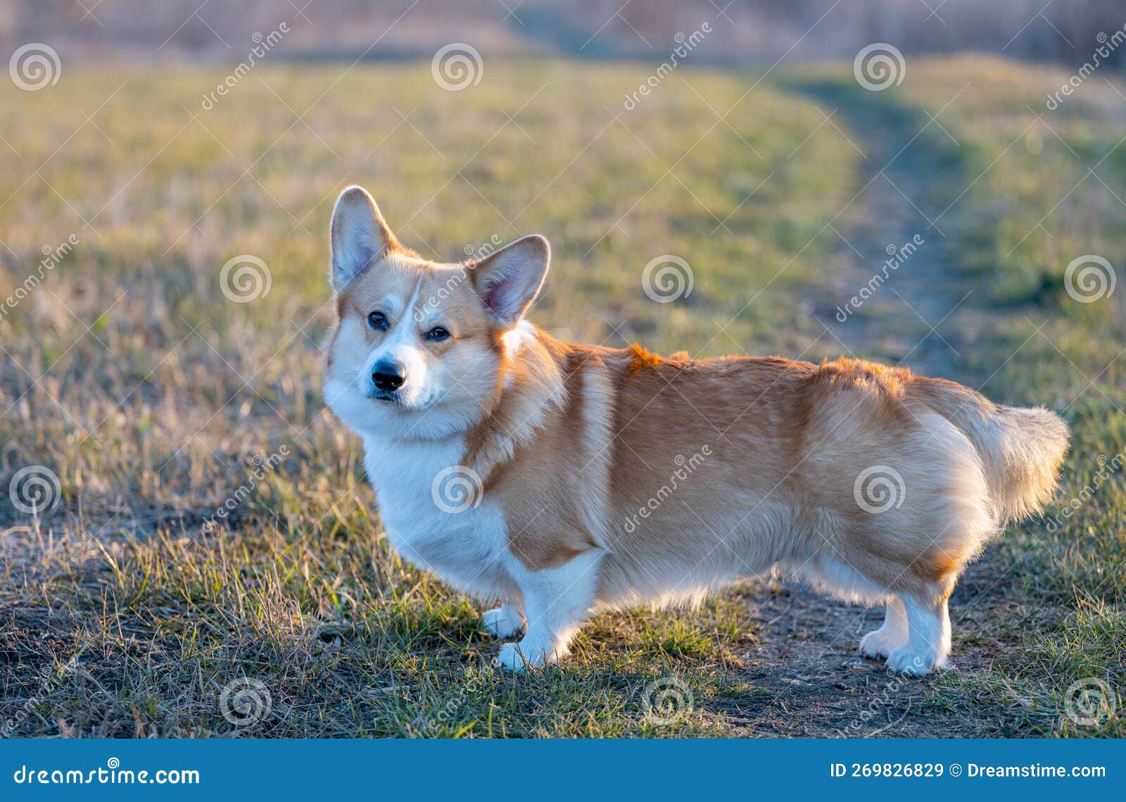 Corgi Walking in the Meadow Stock Image - Image of beautiful, doggy: 269826829