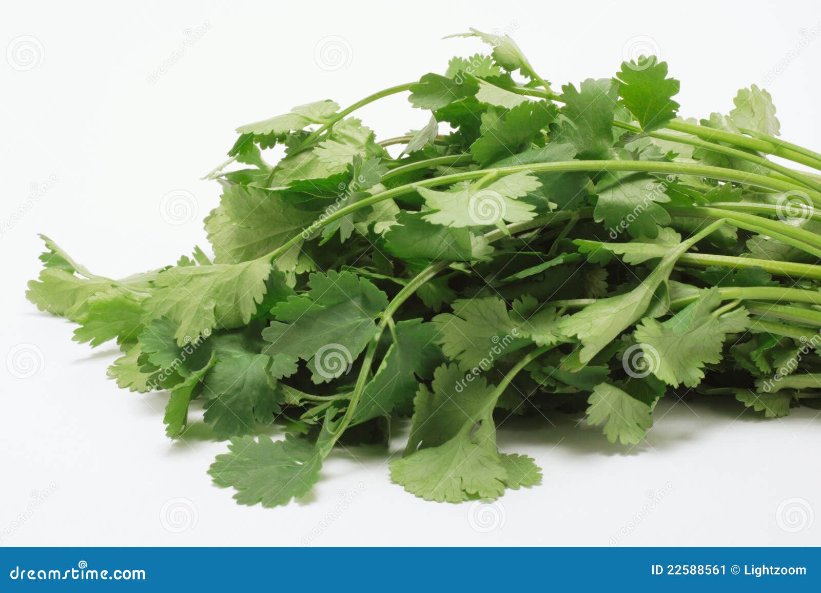 Coriander stock image. Image of still, stalk, close, life - 22588561