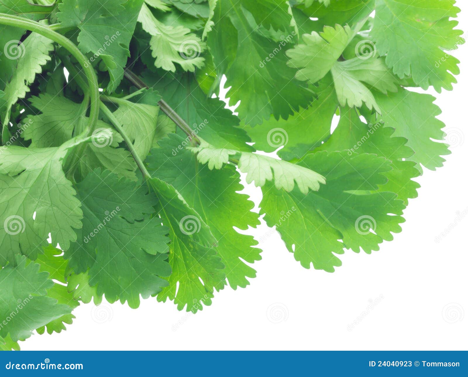 Coriander stock image. Image of culinary, fresh, herb - 24040923