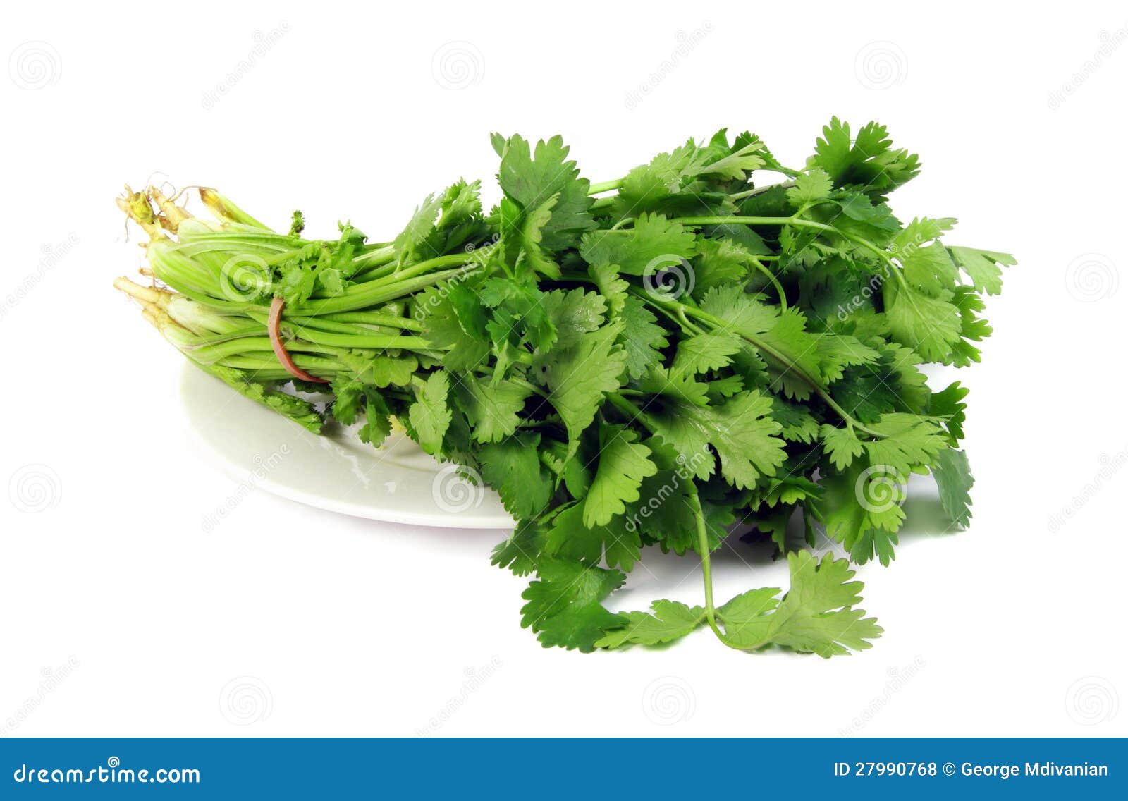 Coriander stock photo. Image of closeup, brown, culinary - 27990768