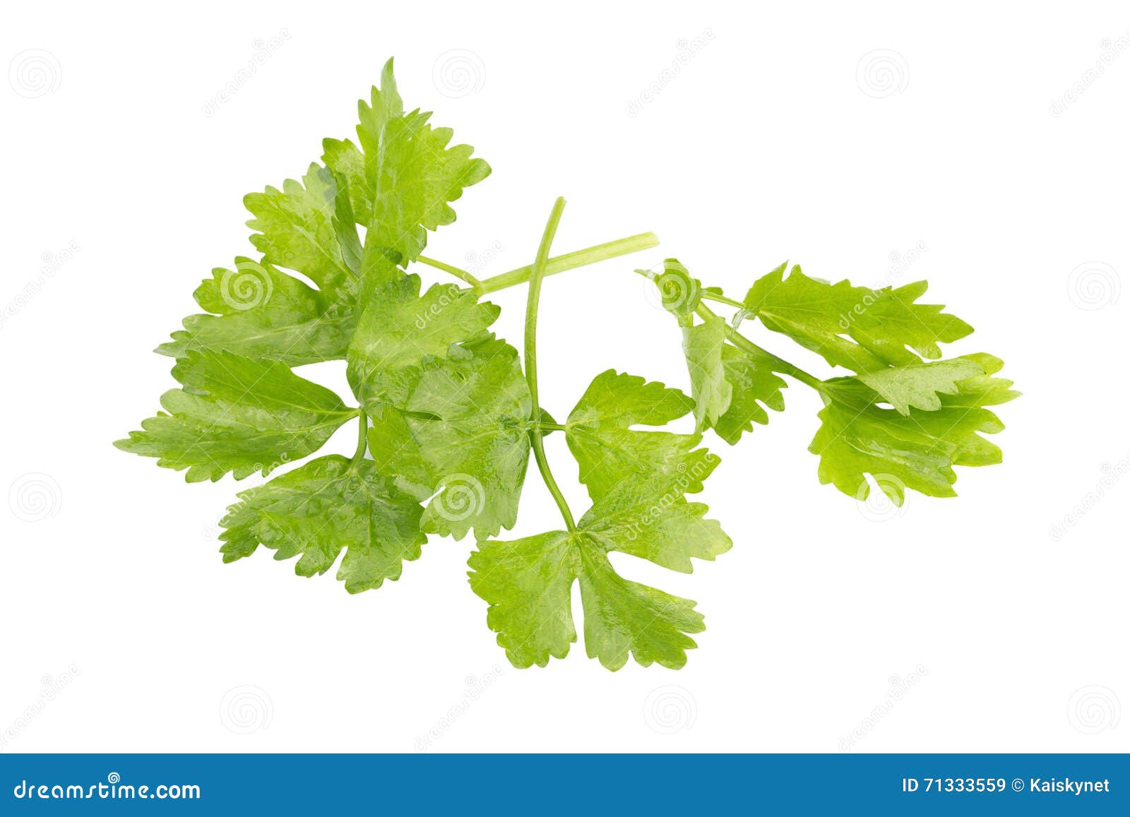 Coriander Bunch Isolated on White Stock Image - Image of herb, bunch ...