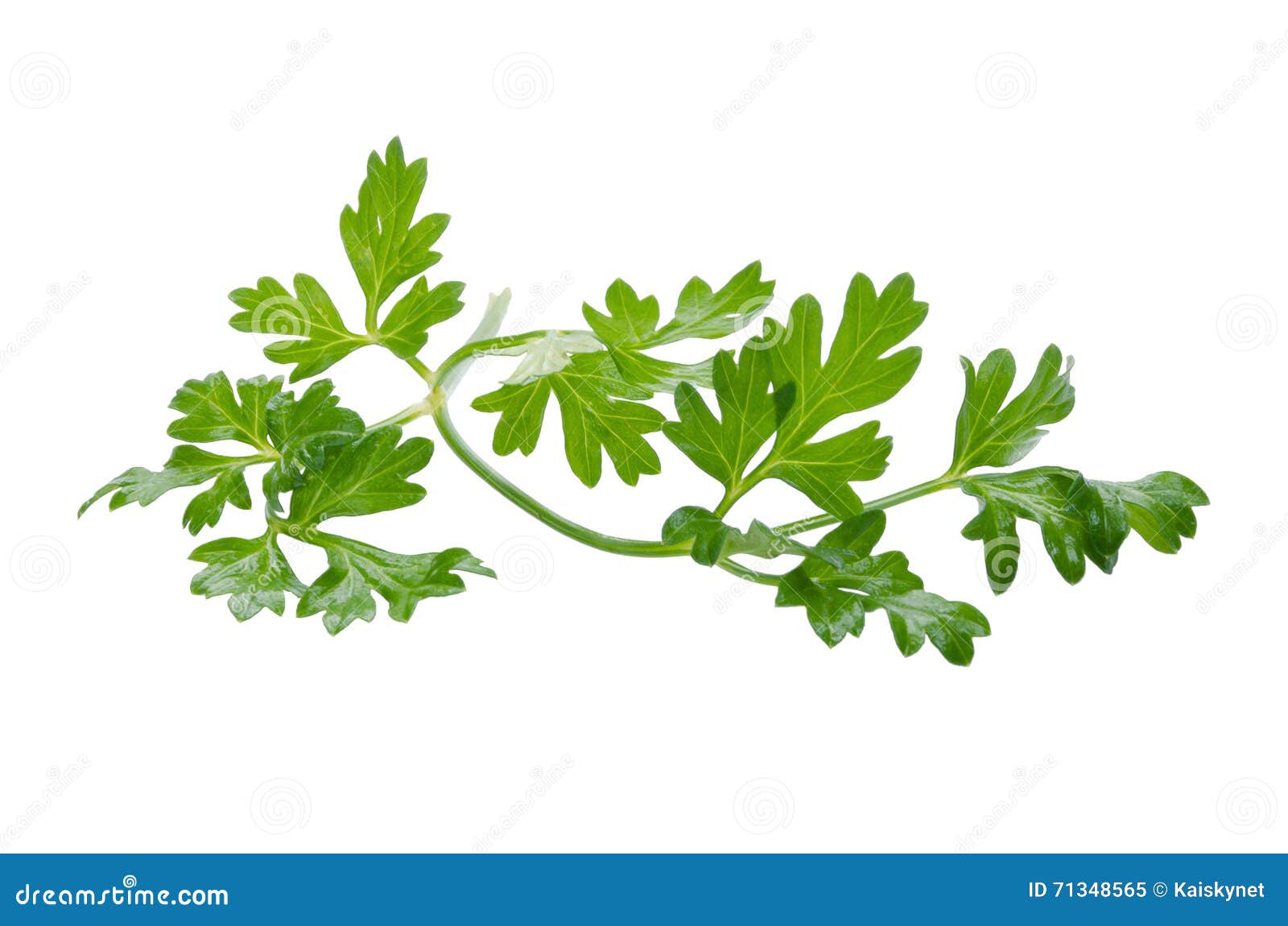 Coriander Bunch Isolated on White Stock Image - Image of plant, green ...