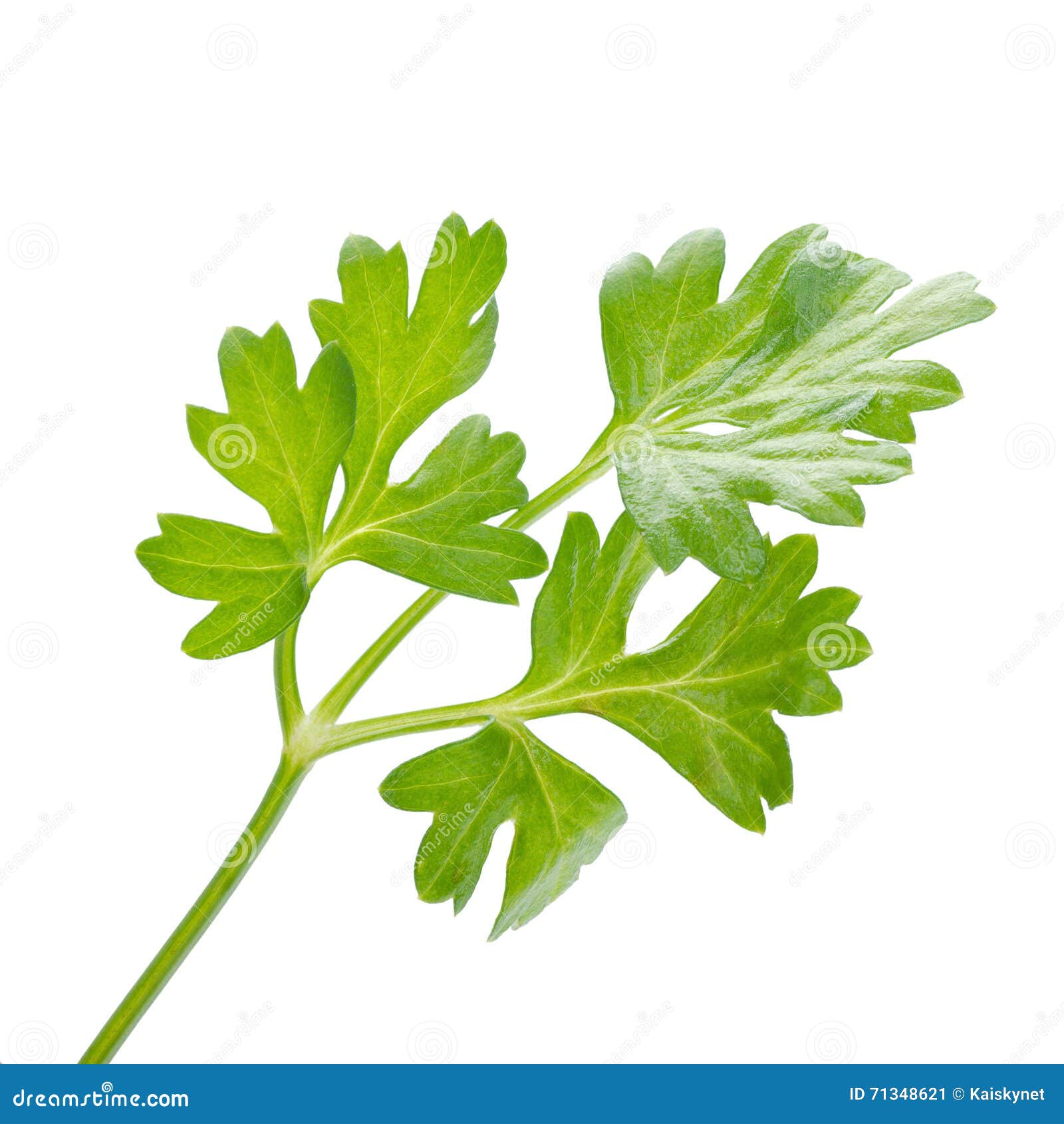 Coriander Bunch Isolated on White Stock Image - Image of spice ...