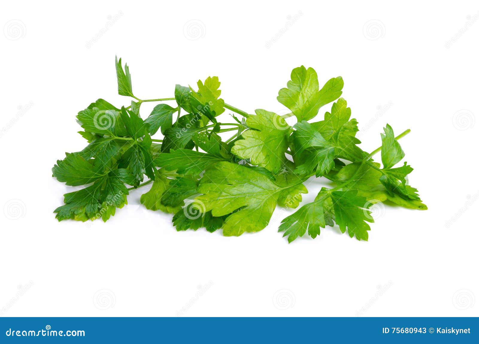 Coriander Bunch Isolated on White Stock Image - Image of bunch ...