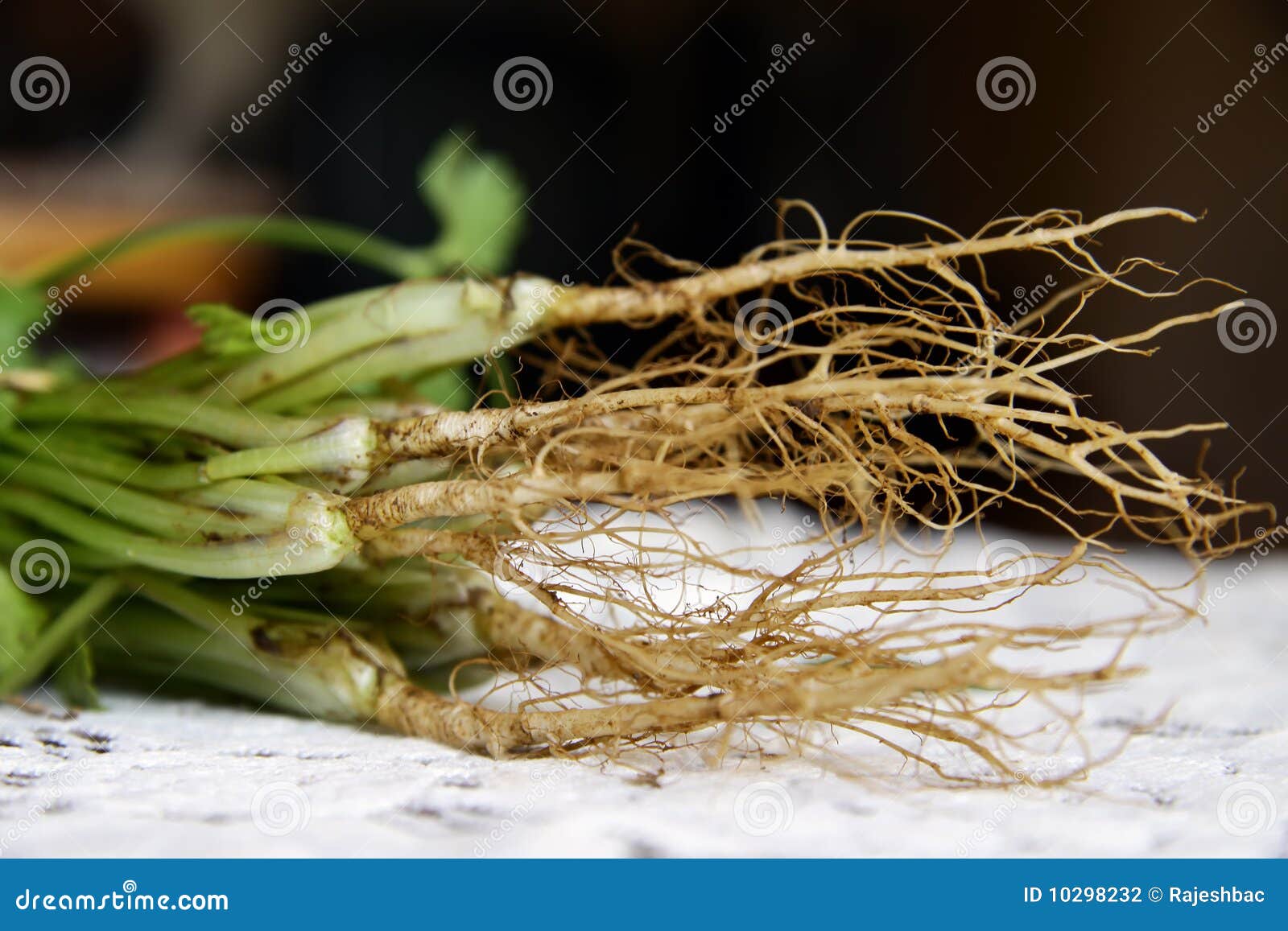 Coriander(Coriandrum Sativum) Roots Stock Photo - Image of ingredient ...