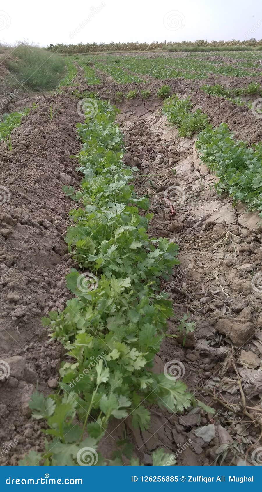 Coriander crop Fields stock image. Image of cultivated - 126256885