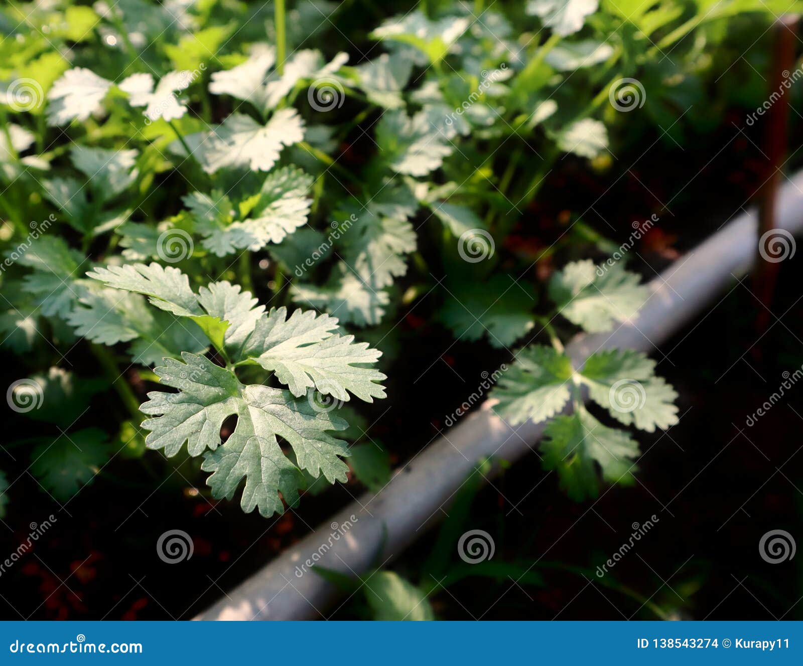 Coriander in field stock photo. Image of coriander, garden - 138543274