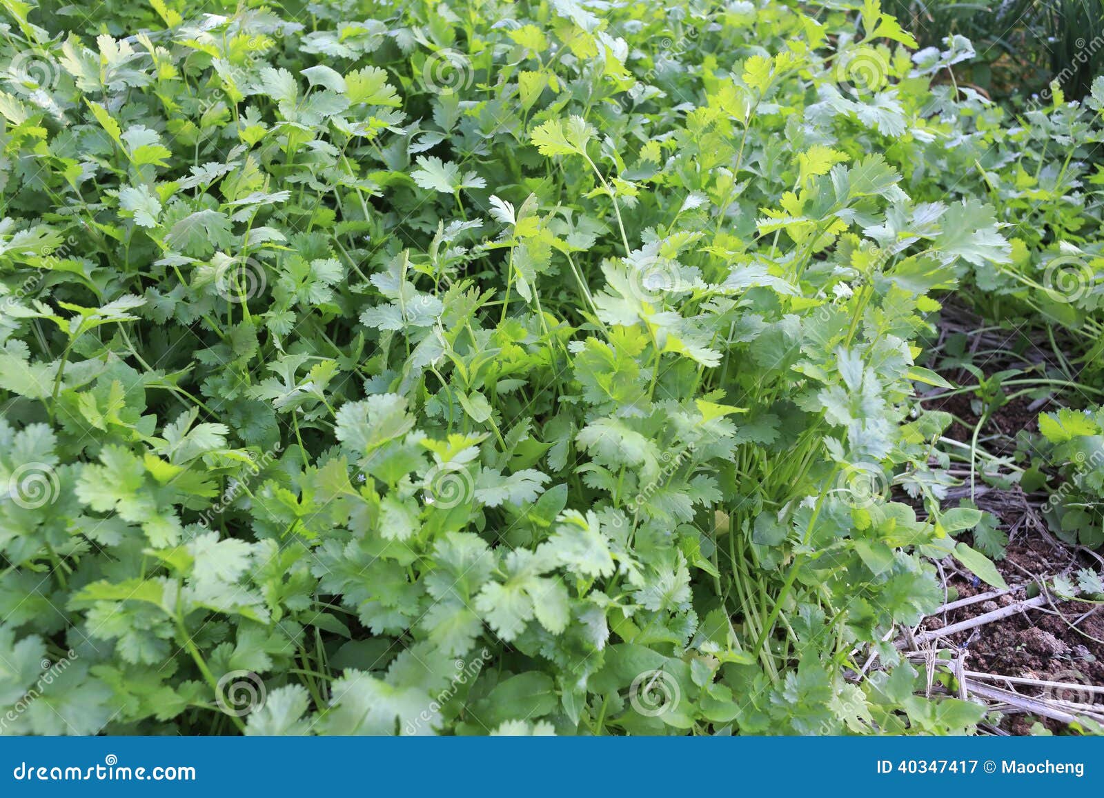 Coriander field stock image. Image of agriculture, field - 40347417