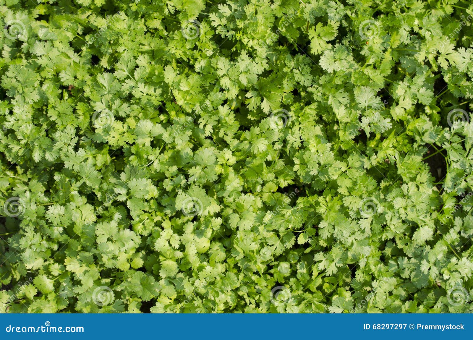 Coriander field stock image. Image of farming, growth - 68297297