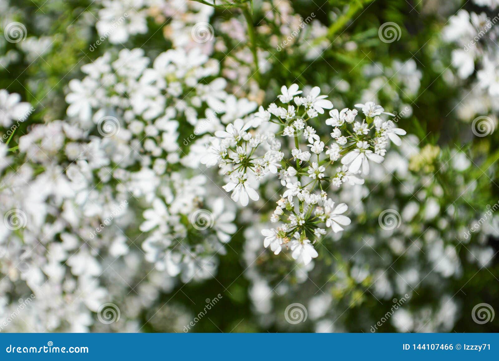 Coriander Flowers in Garden Stock Photo - Image of plant, bloom: 144107466