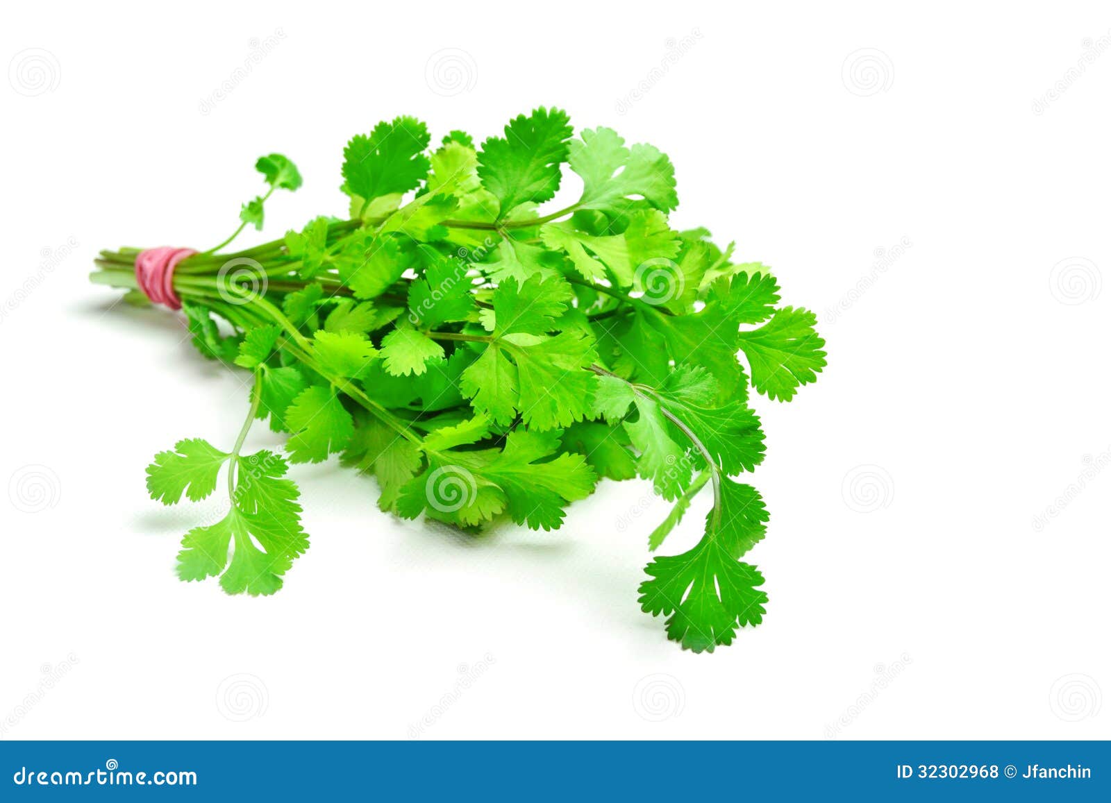 Coriander stock photo. Image of market, meal, nutrition - 32302968