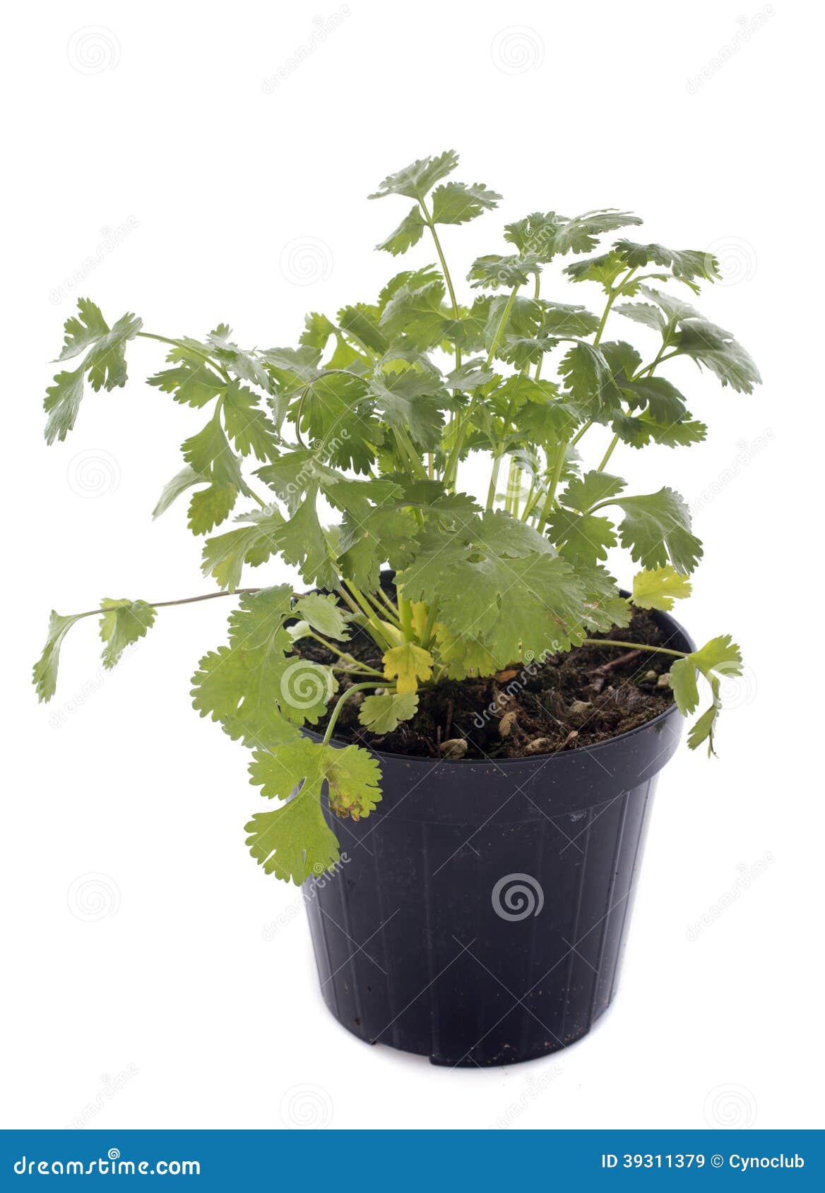 Coriander stock image. Image of parsley, freshness, coriander - 39311379