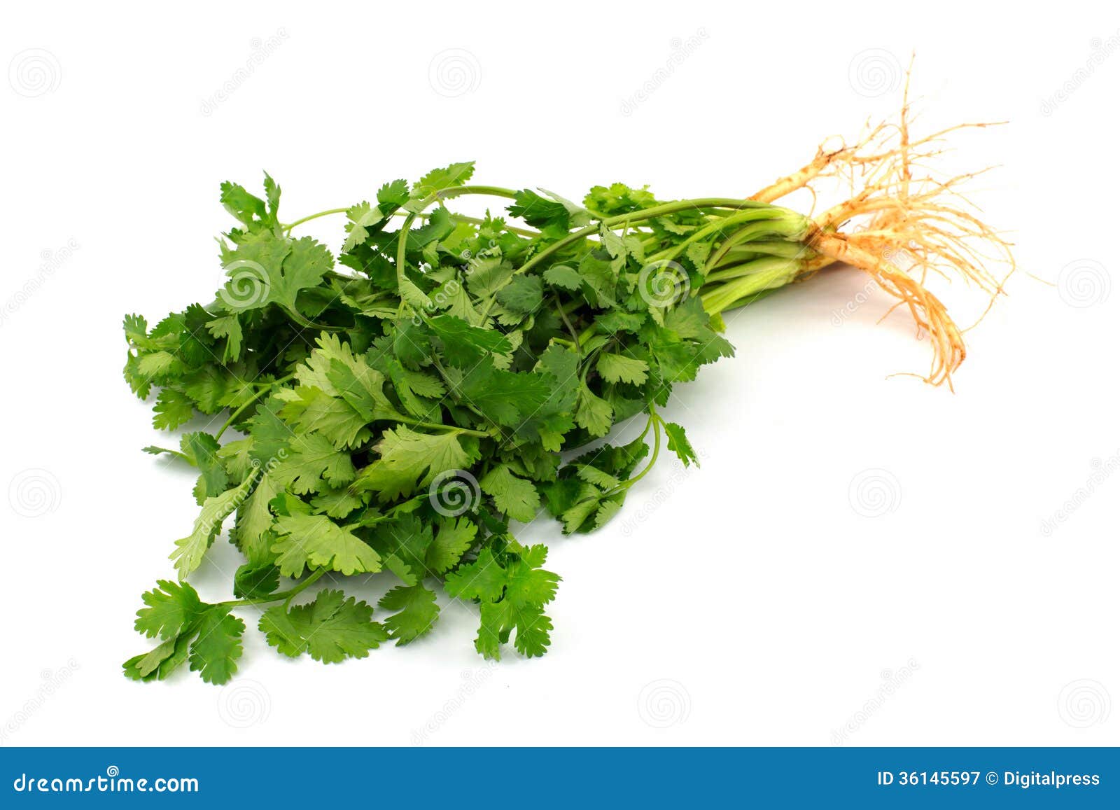 Coriander stock image. Image of ingredient, fresh, plant - 36145597