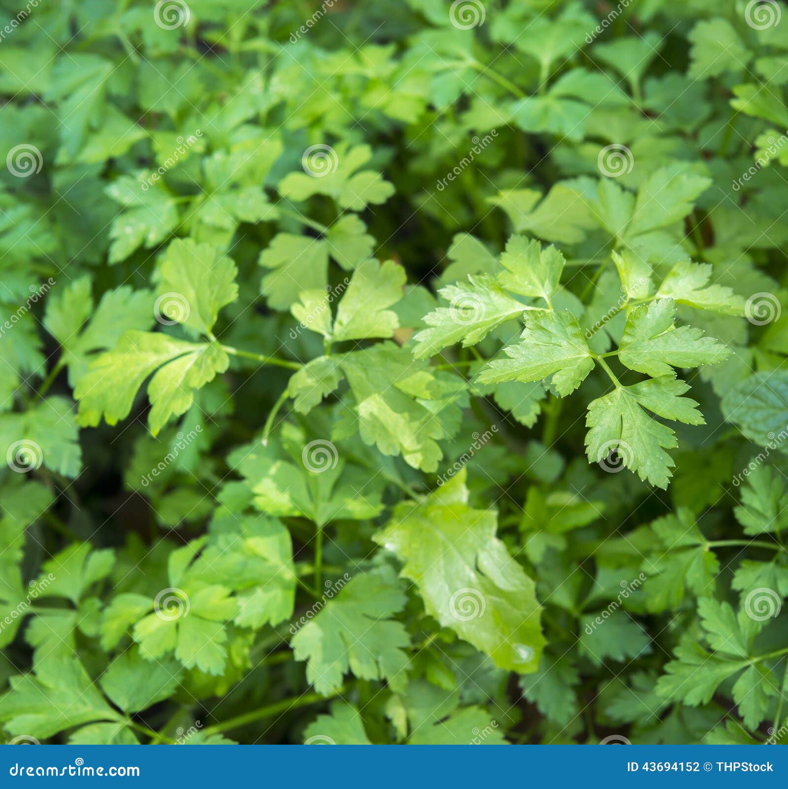 Coriander stock photo. Image of veggies, plant, organic - 43694152