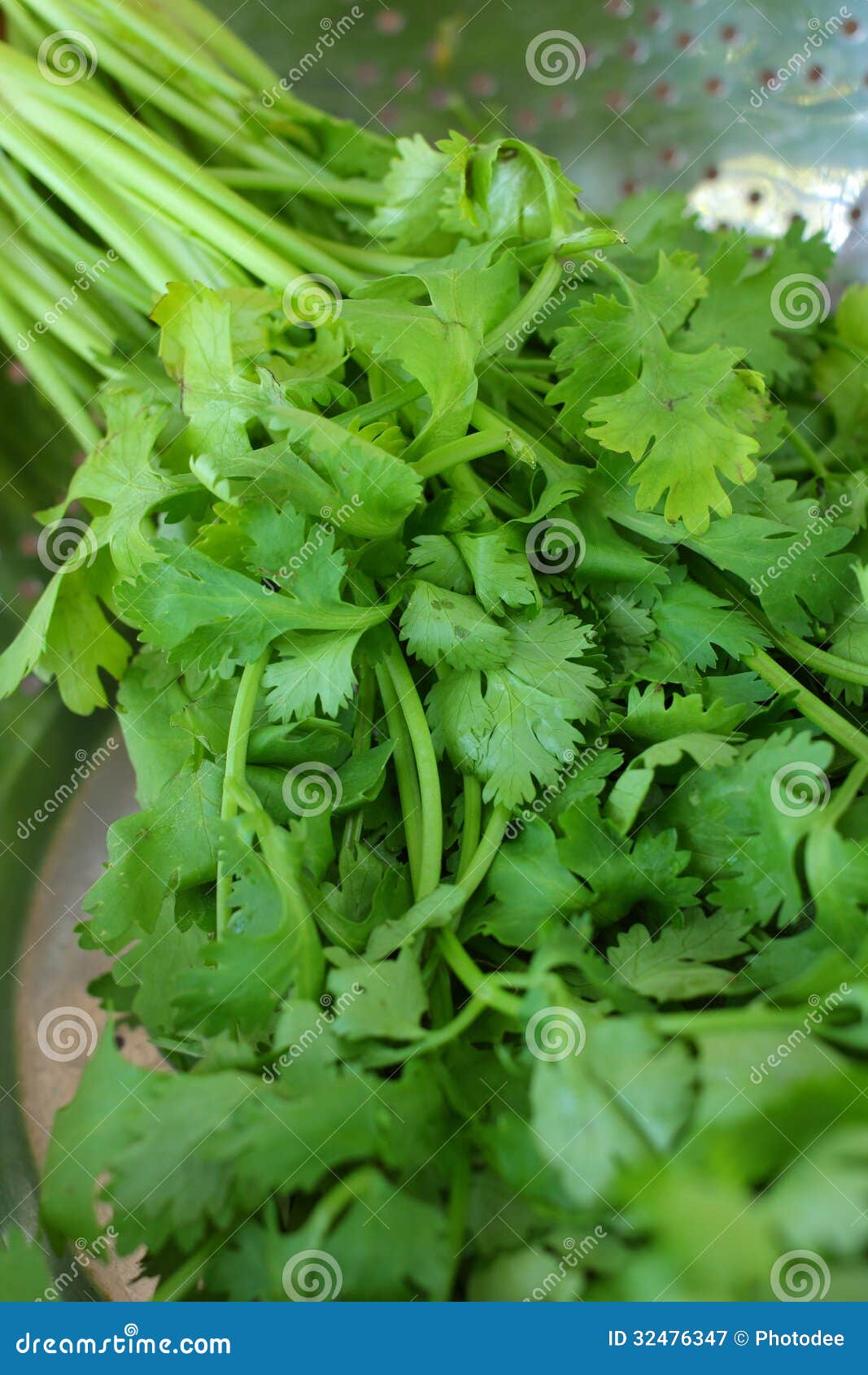 Coriander stock image. Image of green, health, healthy - 32476347