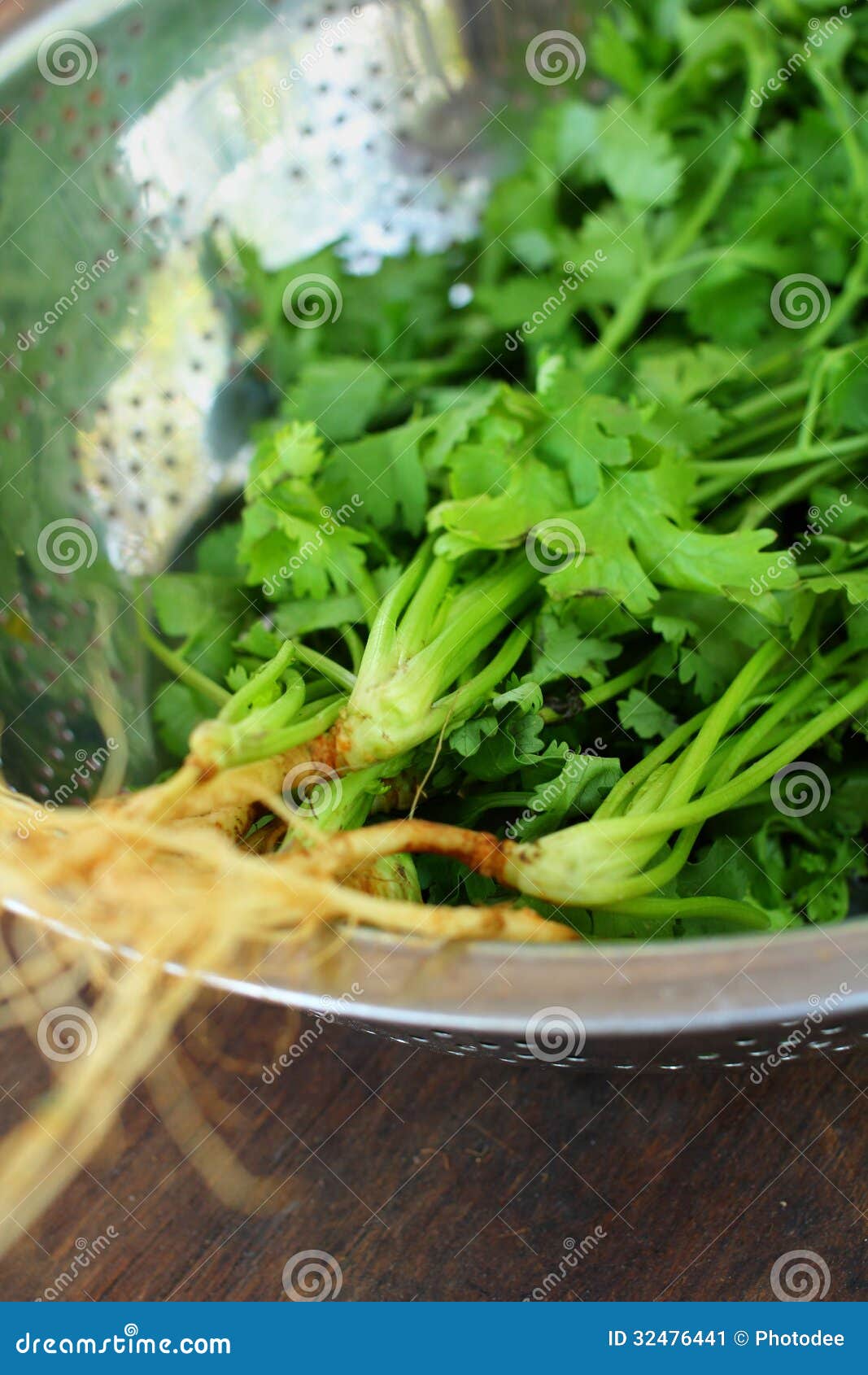 Coriander stock image. Image of diet, coriander, green - 32476441
