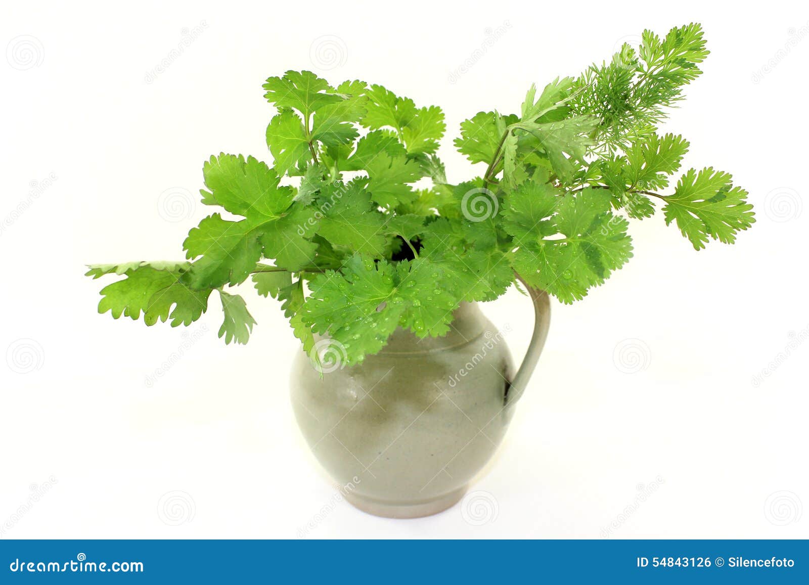 Coriander stock photo. Image of cilantro, leaves, cooking - 54843126