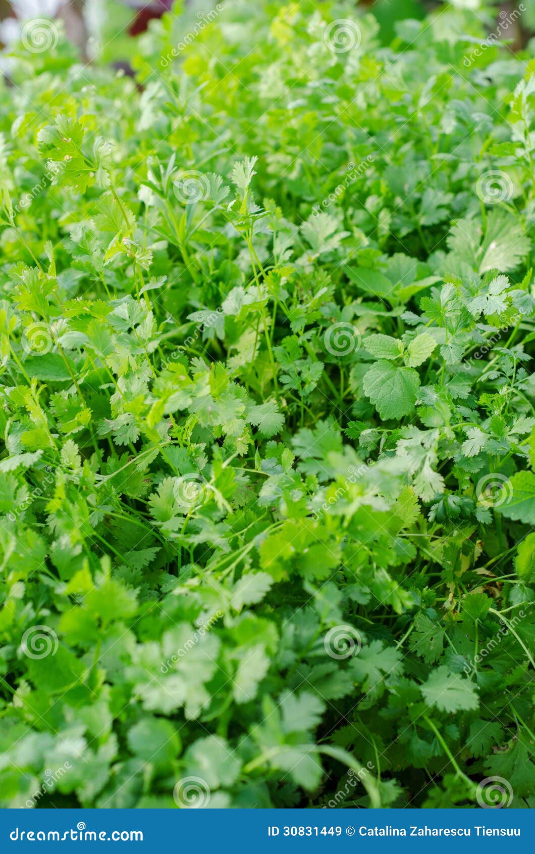 Coriander stock image. Image of fresh, sativum, annual - 30831449