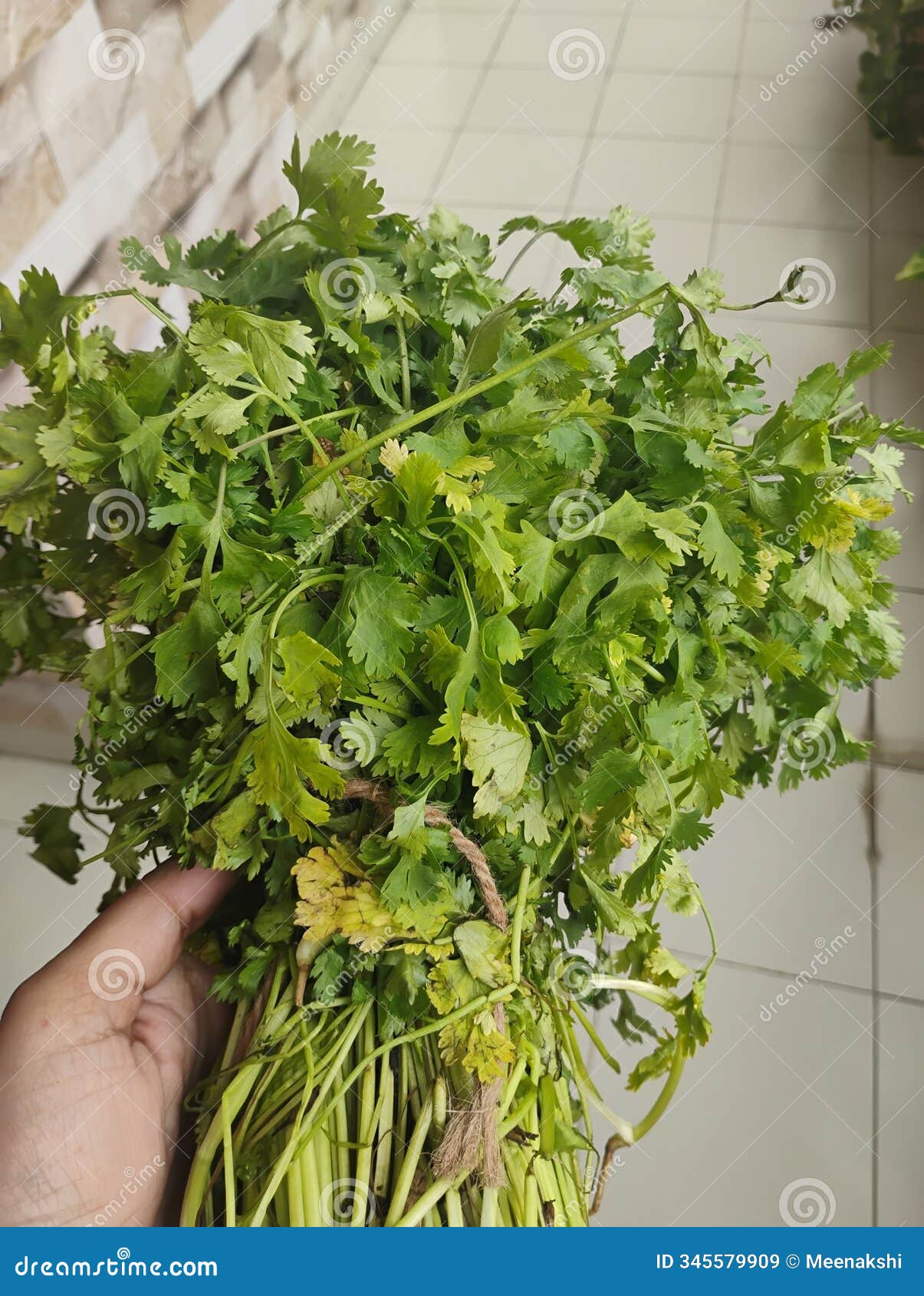 Coriander, Green Coriander, Vegetable, Herb, Nature, Coriander in Hand ...