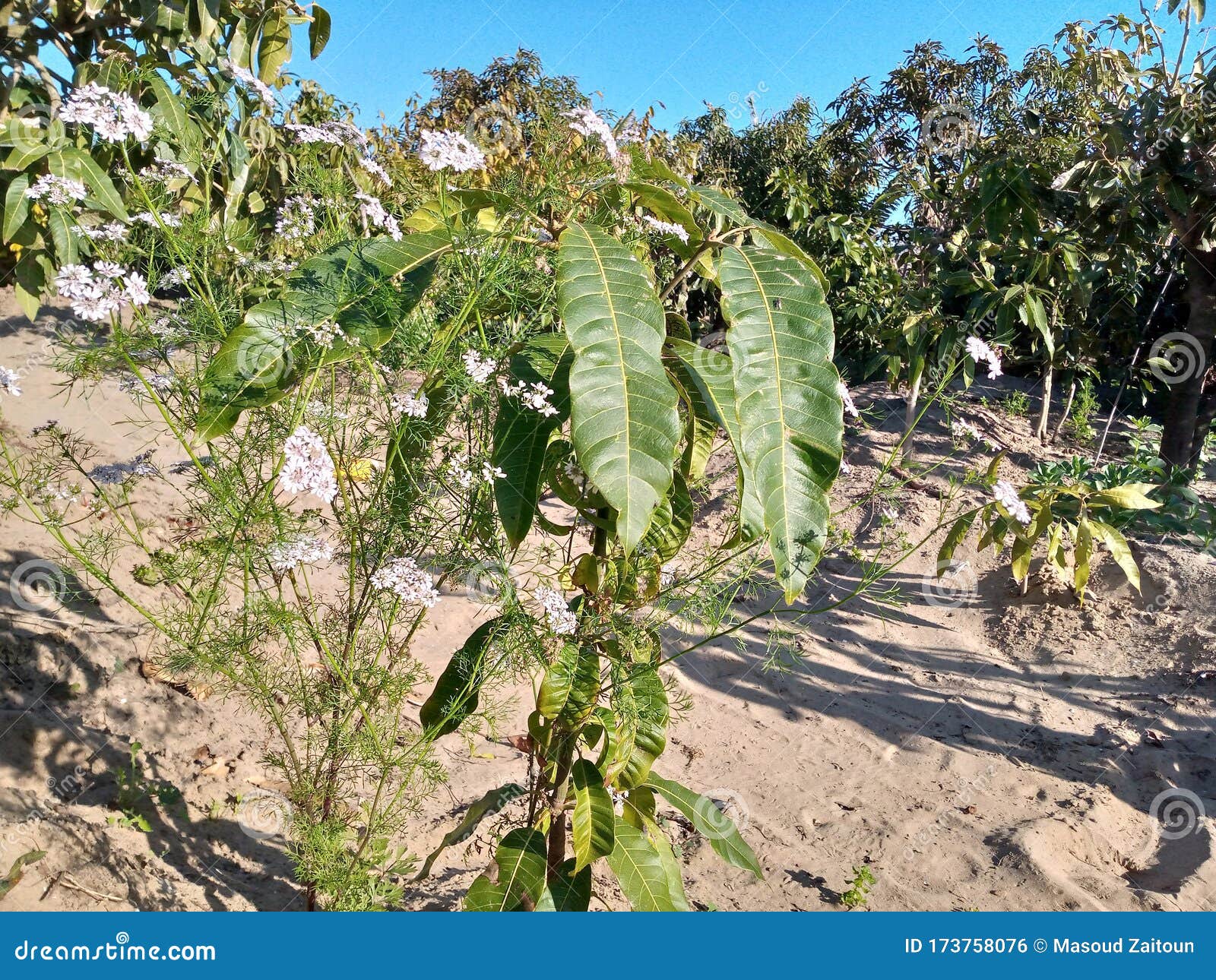 Coriander Herb Together with Young Mango Tree Stock Photo - Image of ...