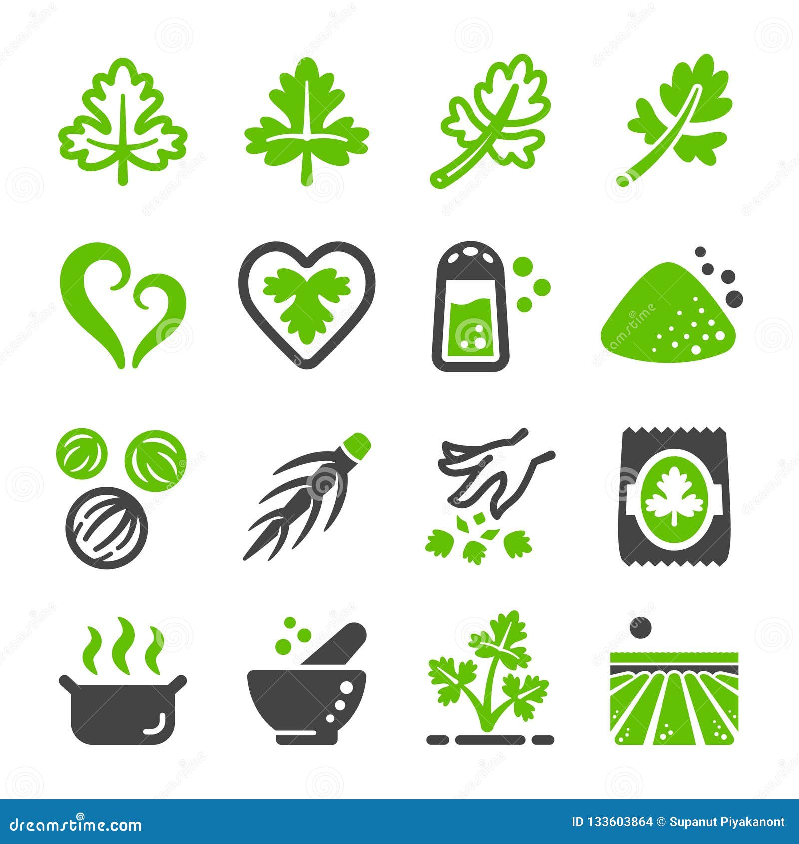 Coriander icon set stock vector. Illustration of fresh - 133603864