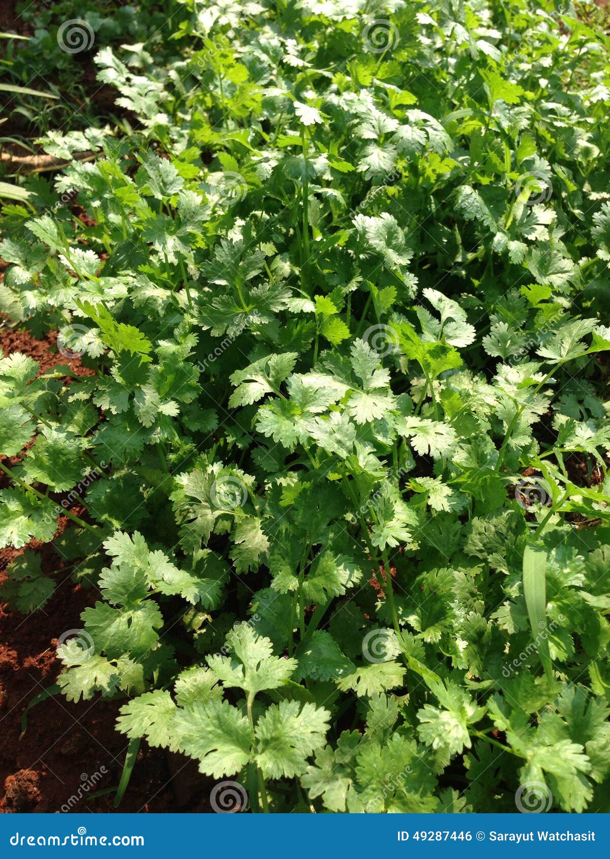 Coriander stock photo. Image of garden, leaves, green - 49287446