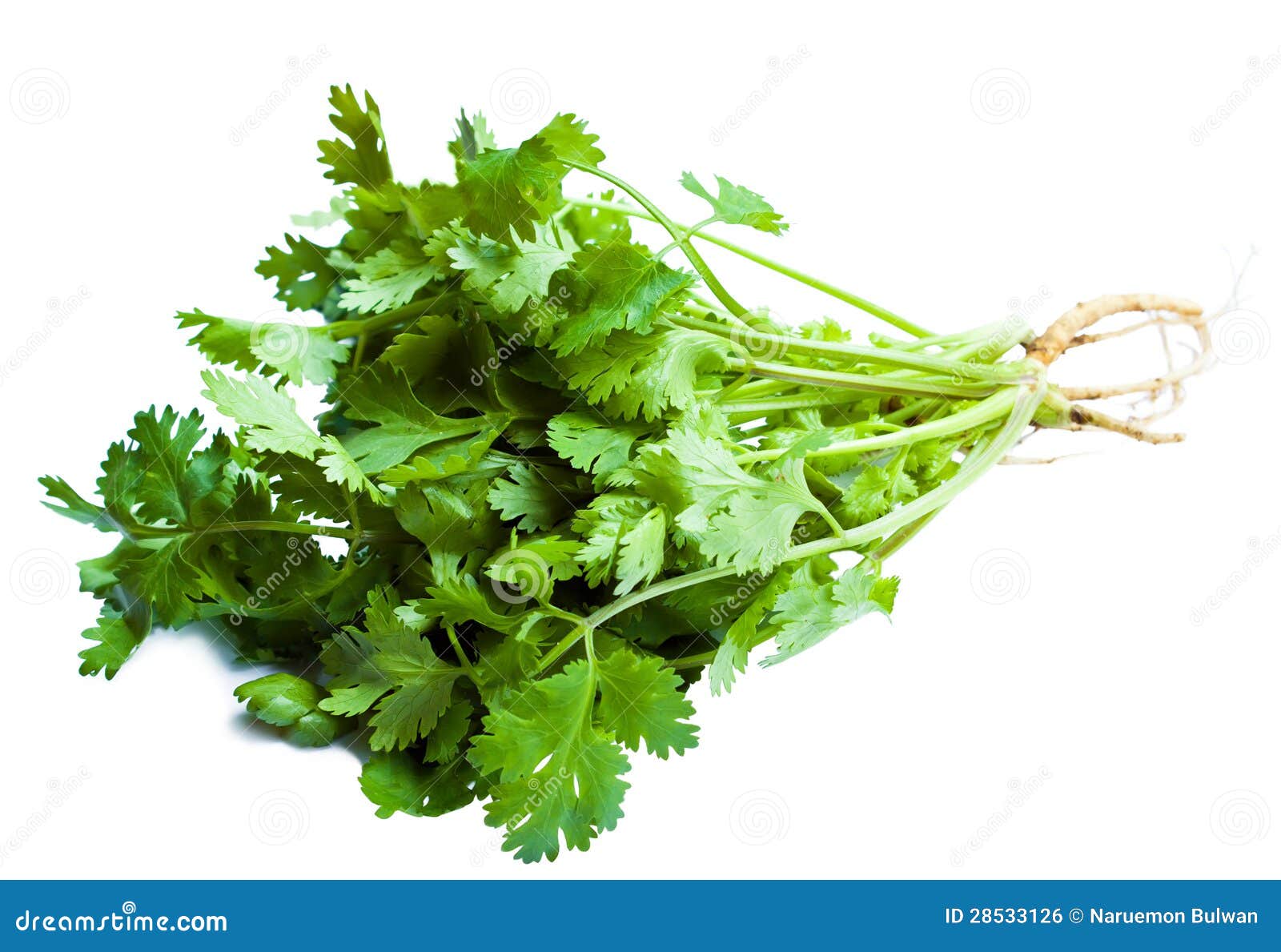 Coriander isolated stock photo. Image of healthy, seasoning - 28533126