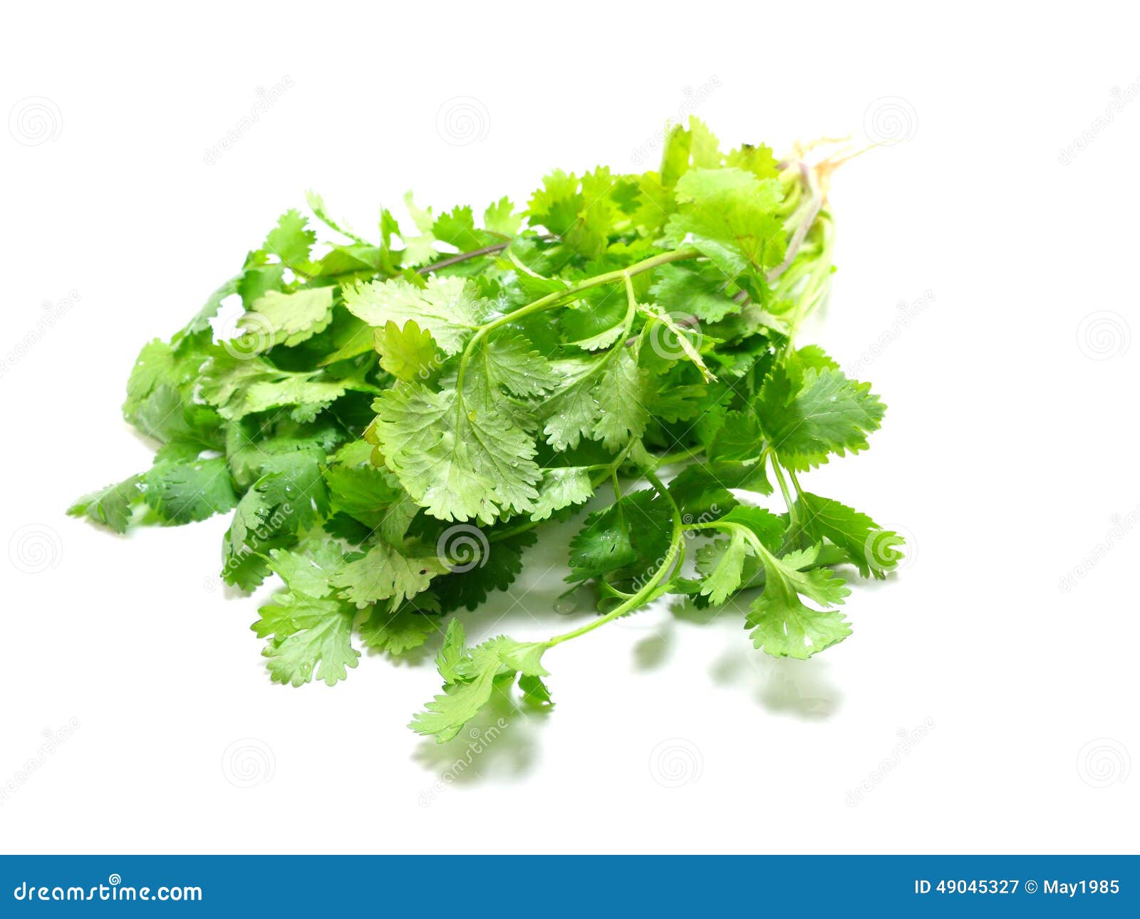 Coriander stock image. Image of garnish, healthy, leafy - 49045327