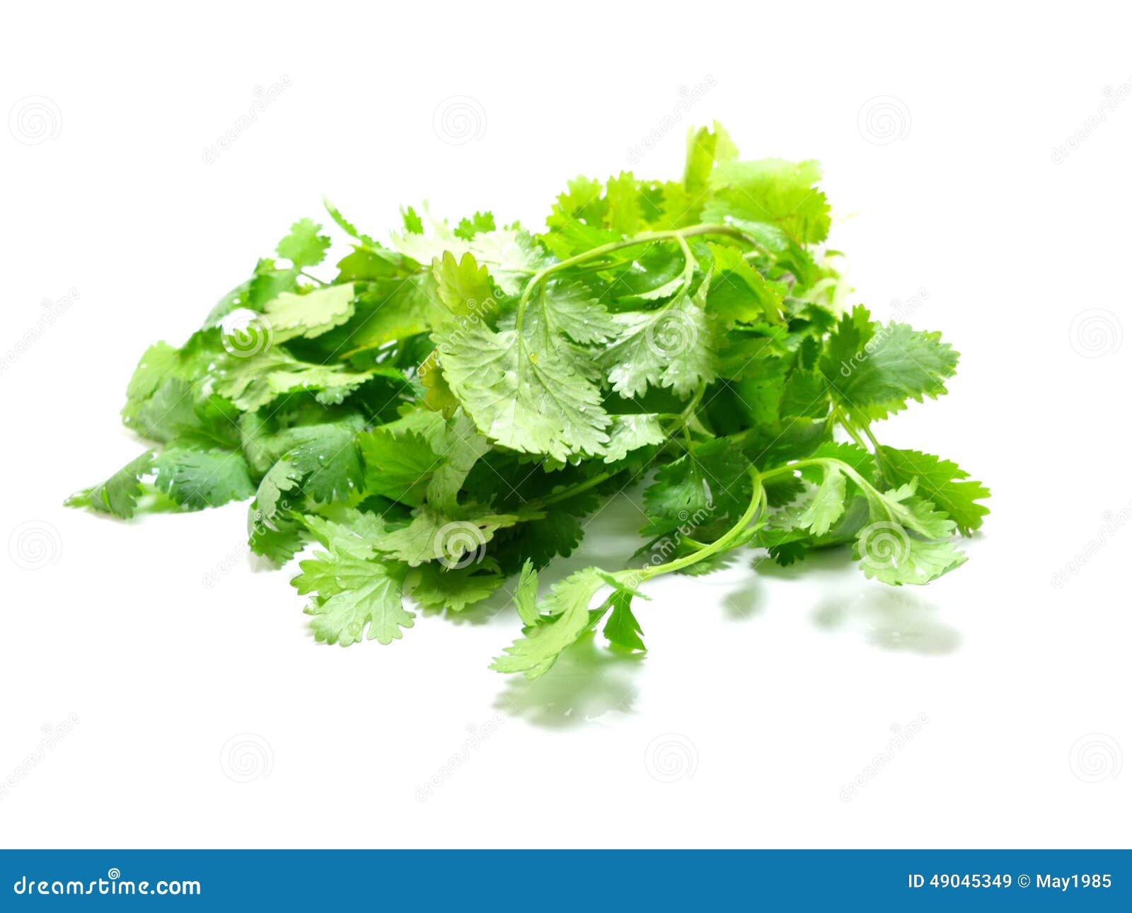 Coriander stock image. Image of food, leaf, garnish, aromatic - 49045349
