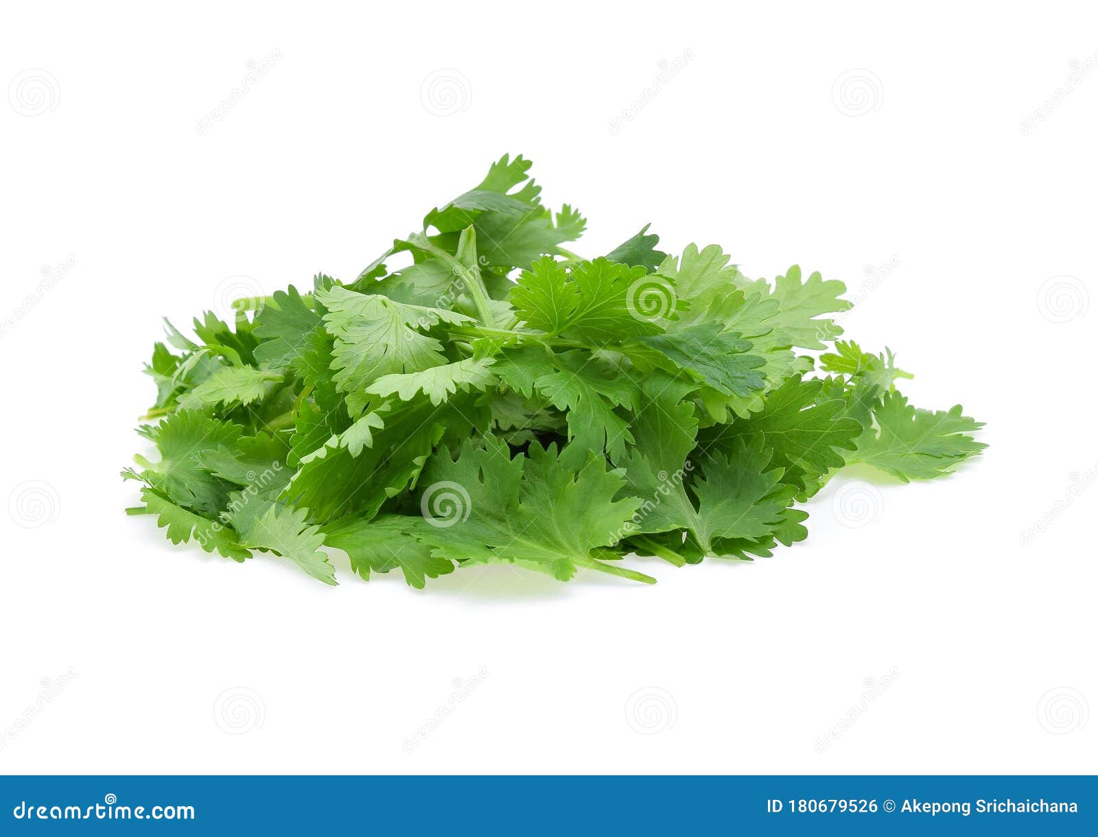 Coriander Isolated on White Stock Photo - Image of cuisine, bunch ...