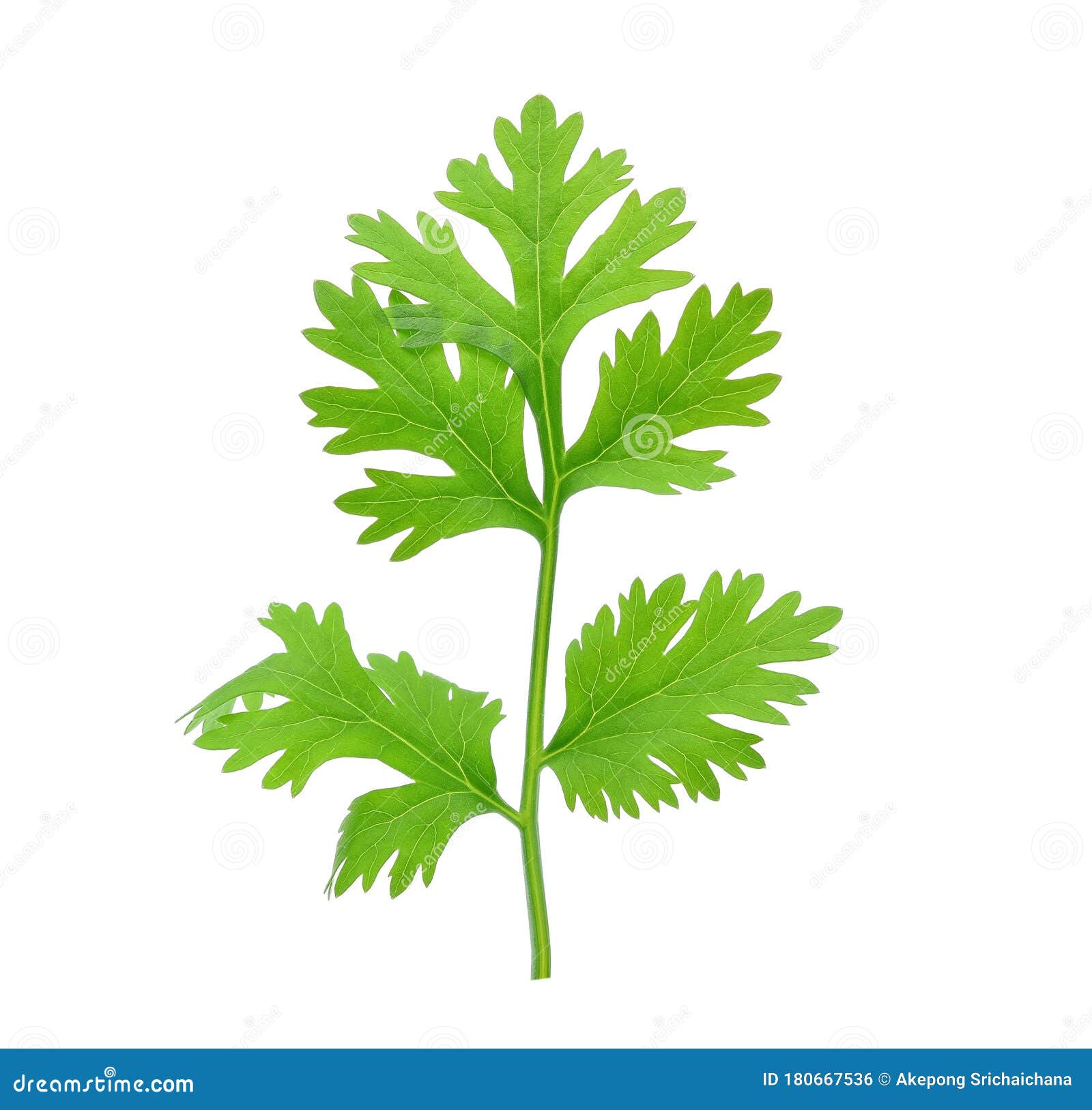 Coriander Leaf Isolated on White Background Stock Photo - Image of ...