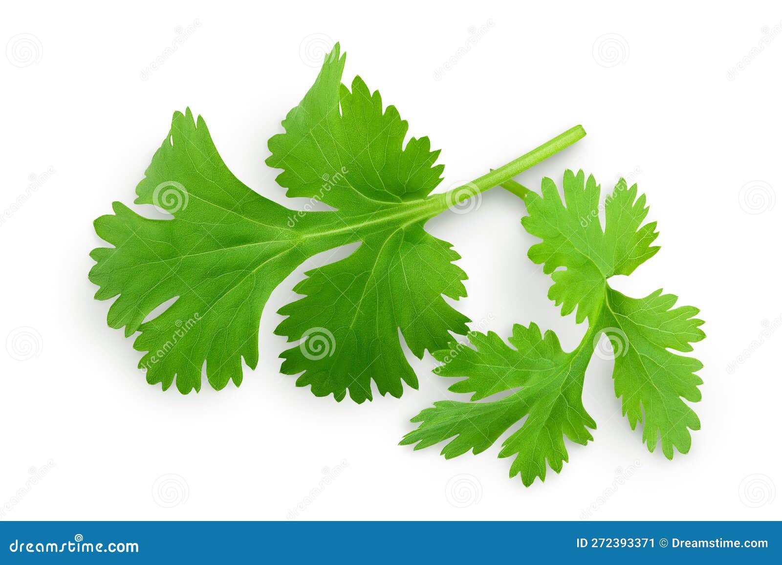 Coriander Leaf Isolated on White Background. Top View Stock Image ...