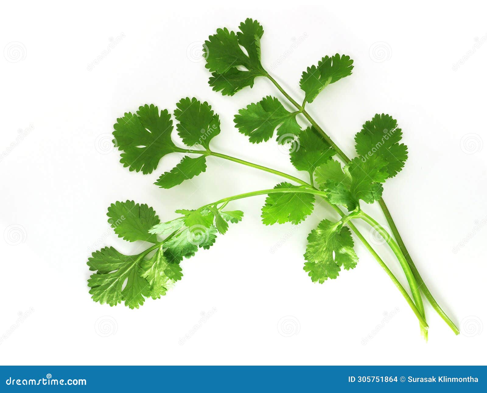 Coriander Leaf Isolated on White Background. Top View Stock Photo ...