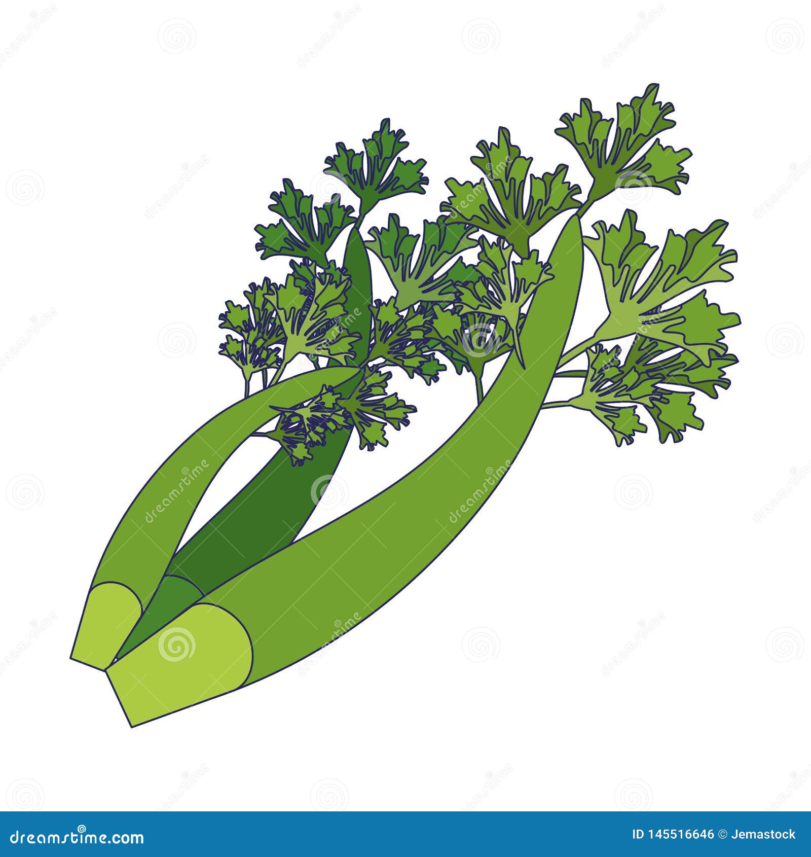 Coriander Leaves Herbal Cartoon | CartoonDealer.com #146279359