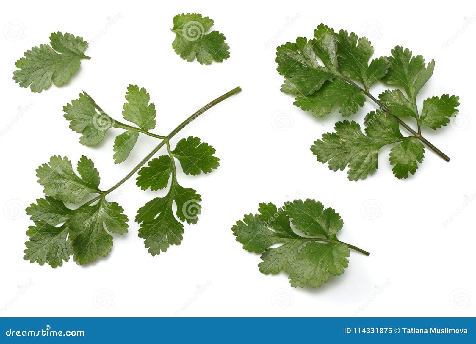 Coriander Leaves Isolated on White Background Stock Image - Image of ...