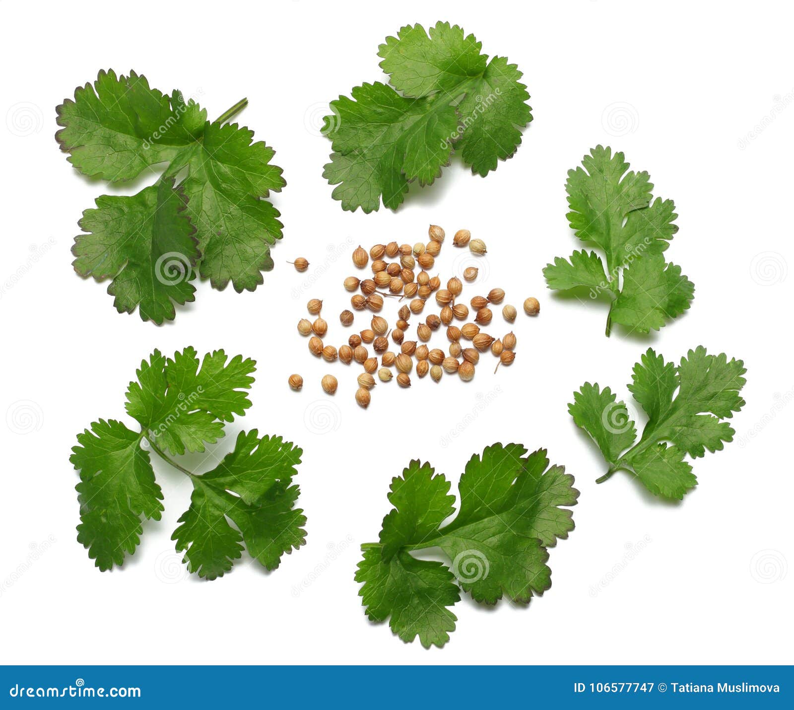 Coriander Leaves and Seeds Isolated on White Background Top View Stock ...
