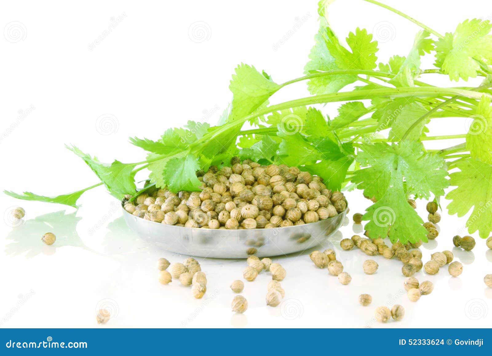 Coriander Leaves with Seeds in Pure White Background Stock Photo ...