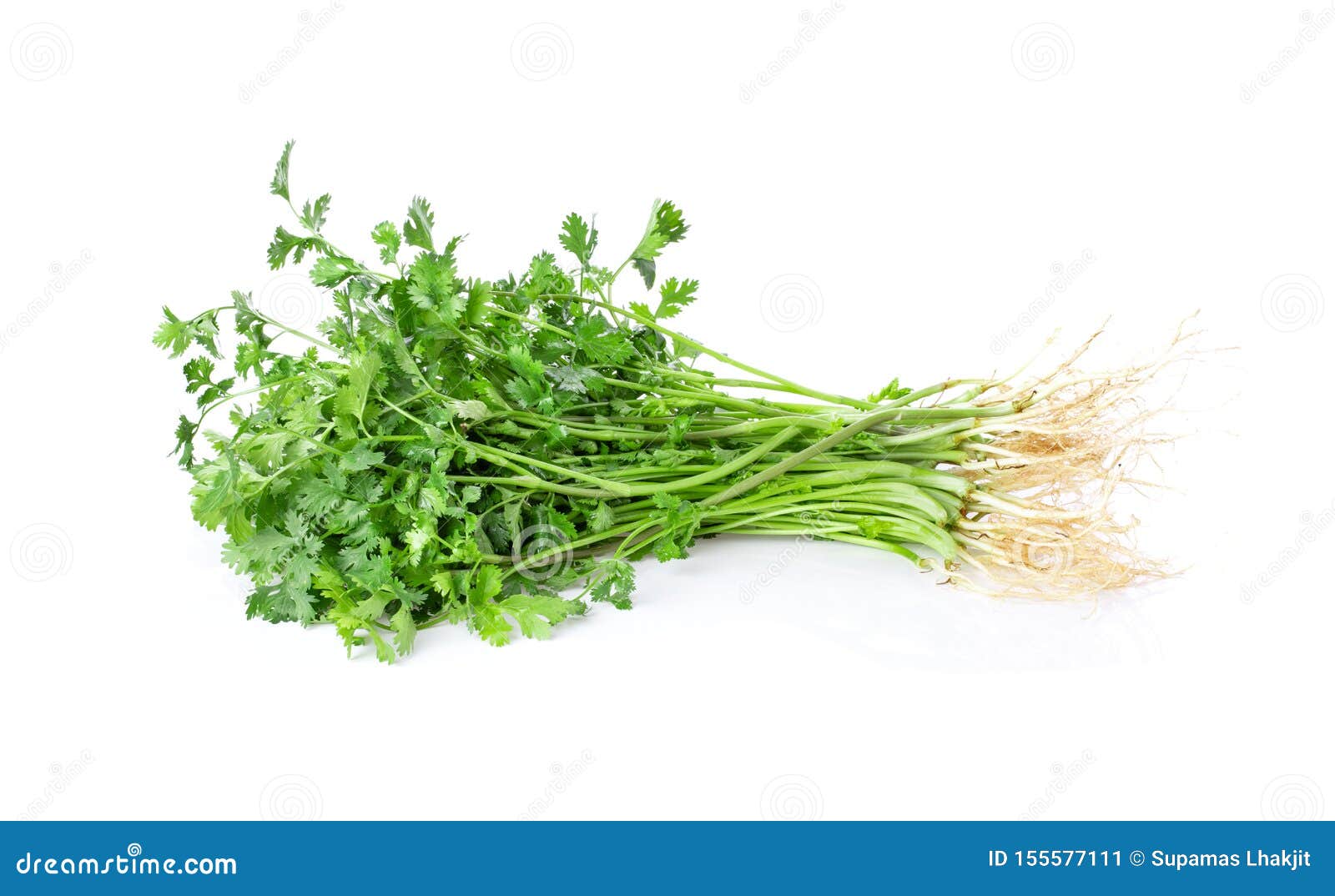 Coriander Leaves on White Background Stock Image - Image of fresh ...