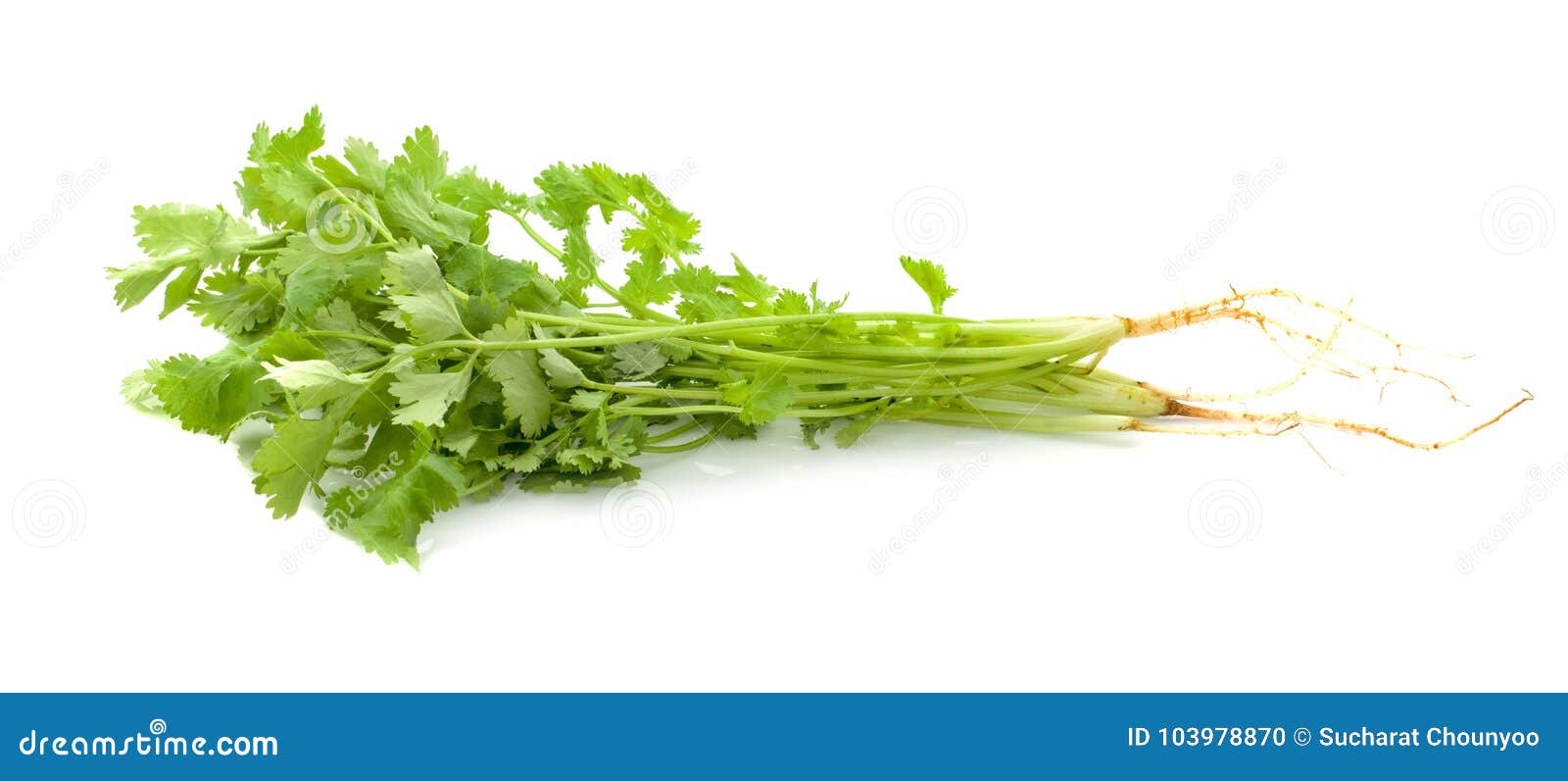 Coriander Leaves on White Background - Isolated Stock Photo - Image of ...