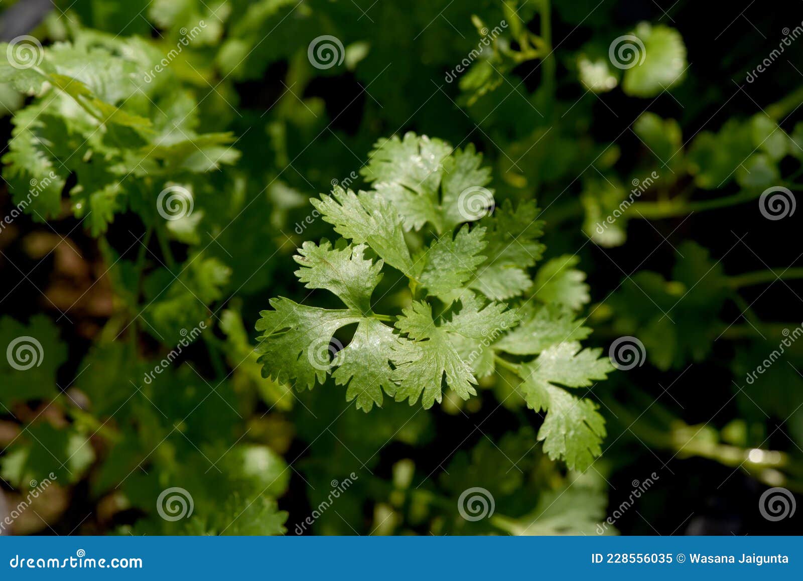 Coriander on Nature Background.top View Flat Lay Stock Image - Image of ...