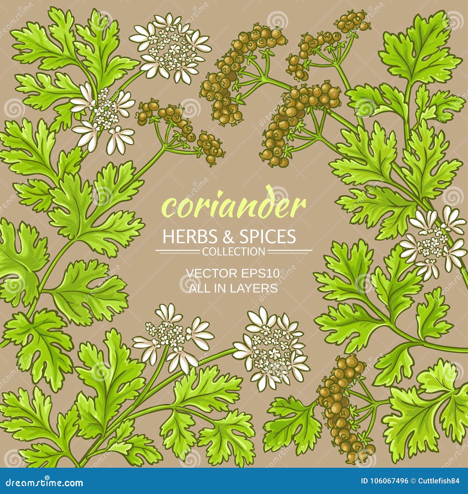 Coriander vector frame stock vector. Illustration of cook - 106067496