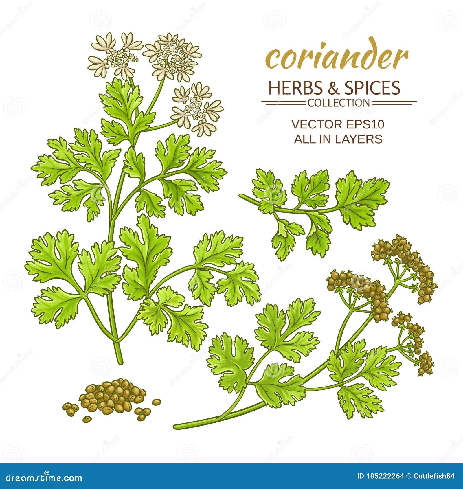 Coriander Plant Vector Hand Drawn Illustration. Isolated Spice ...