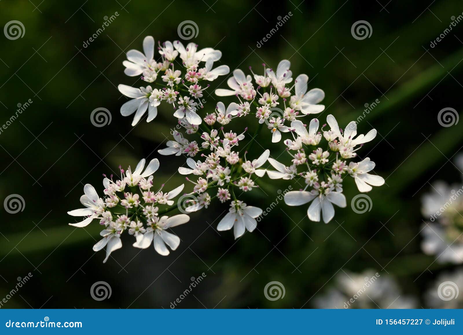 Coriander flowers stock image. Image of buds, bloom - 156457227