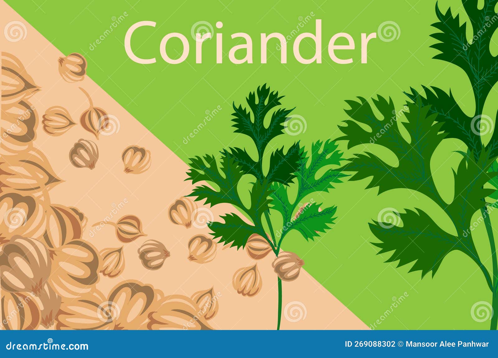 Coriander Poster Vector Illustration Stock Vector - Illustration of ...