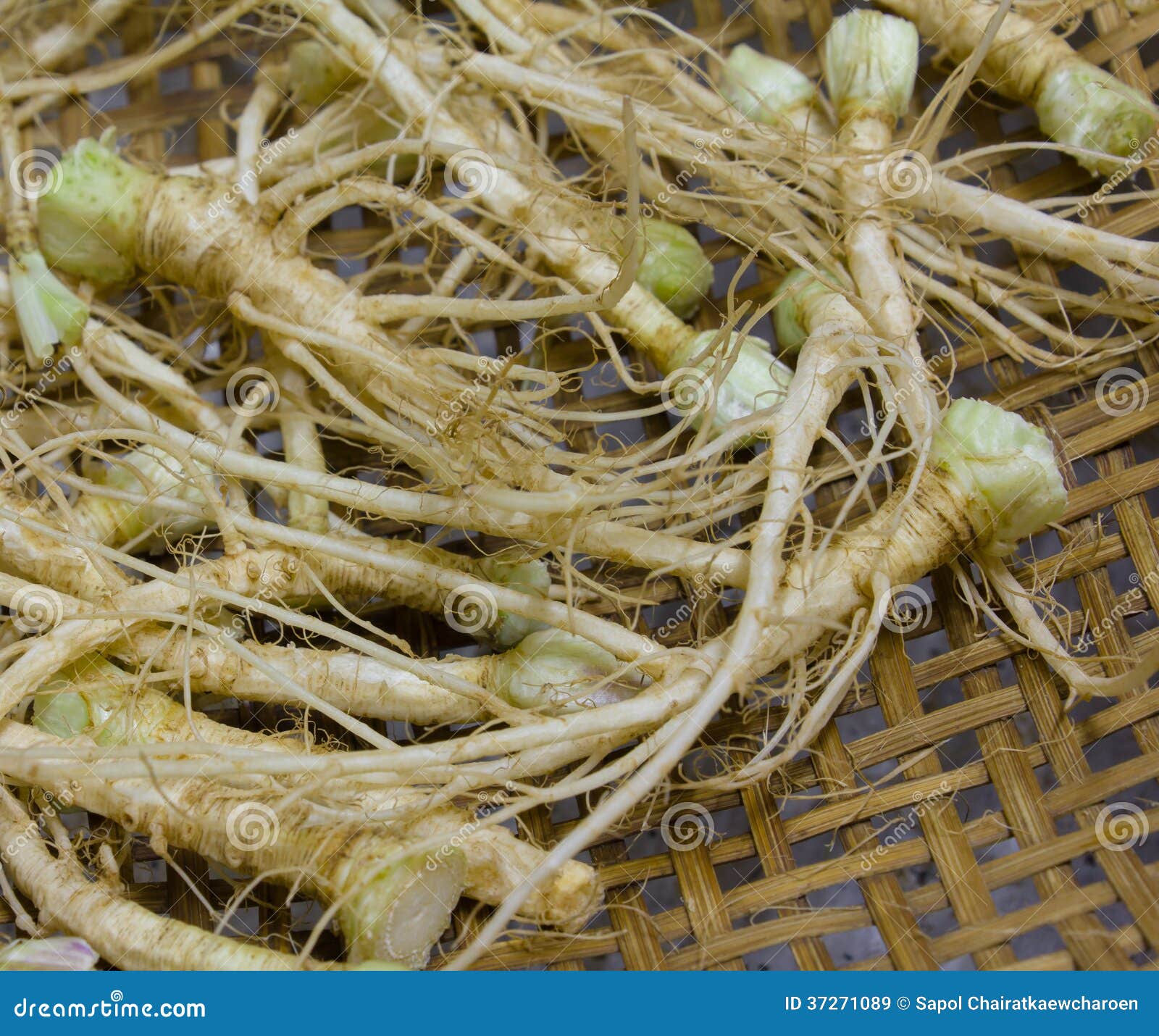 Coriander root stock image. Image of fresh, cilantro - 37271089