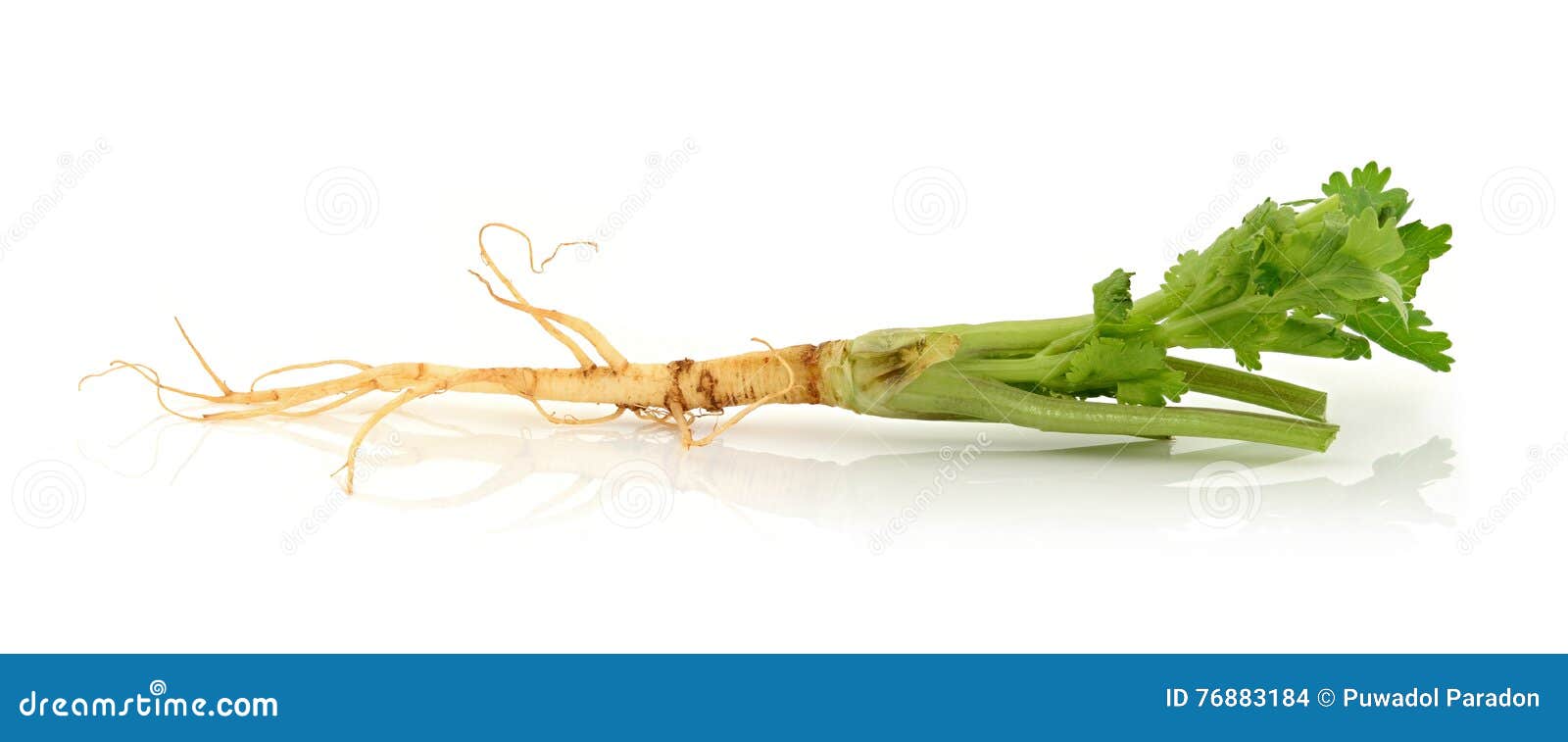 Coriander root on white stock photo. Image of cilantro - 76883184
